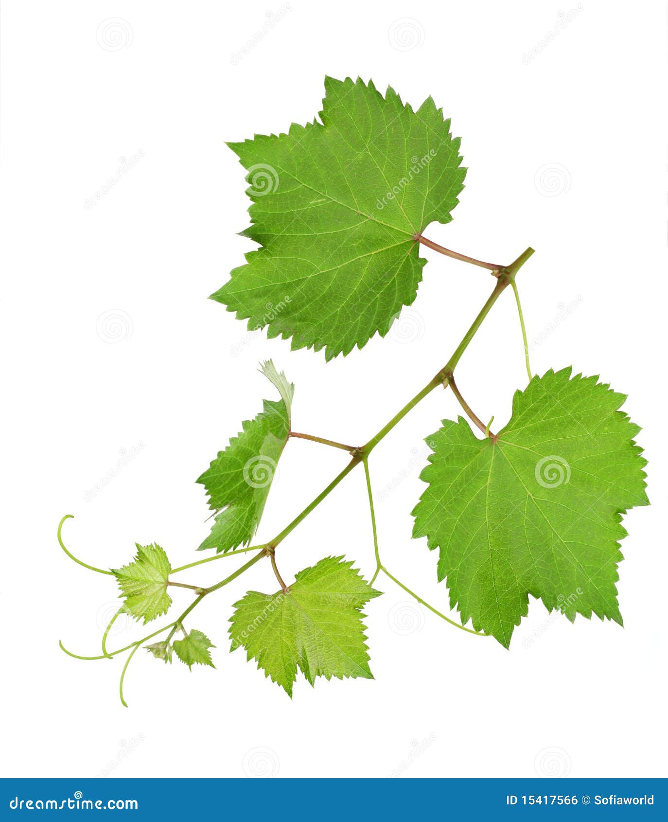 Grapes leaf stock photo. Image of plant, leaf, closeup - 15417566