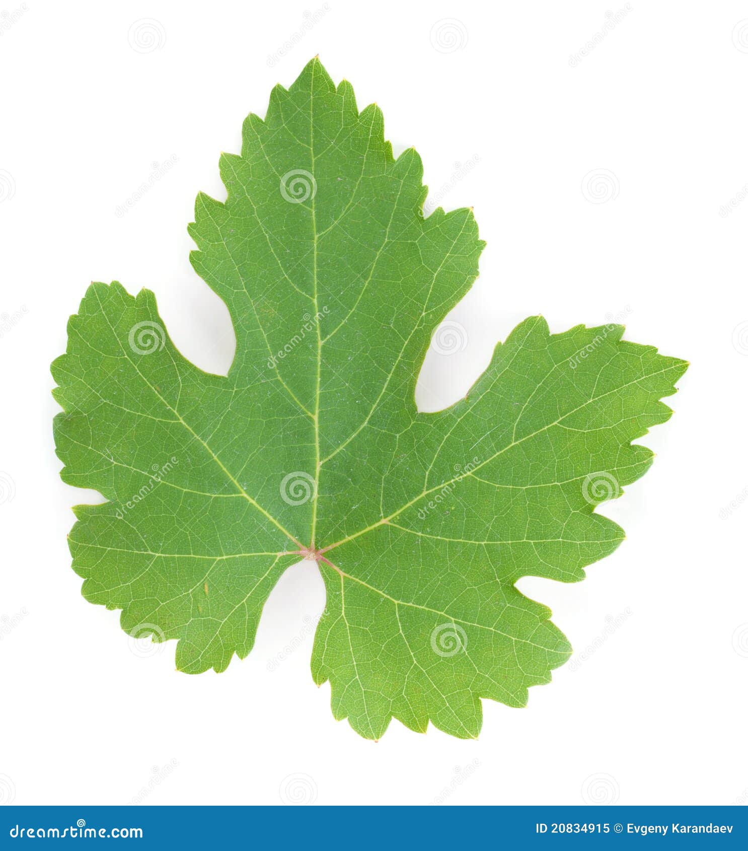 Grapes leaf stock image. Image of close, foliage, macro - 20834915