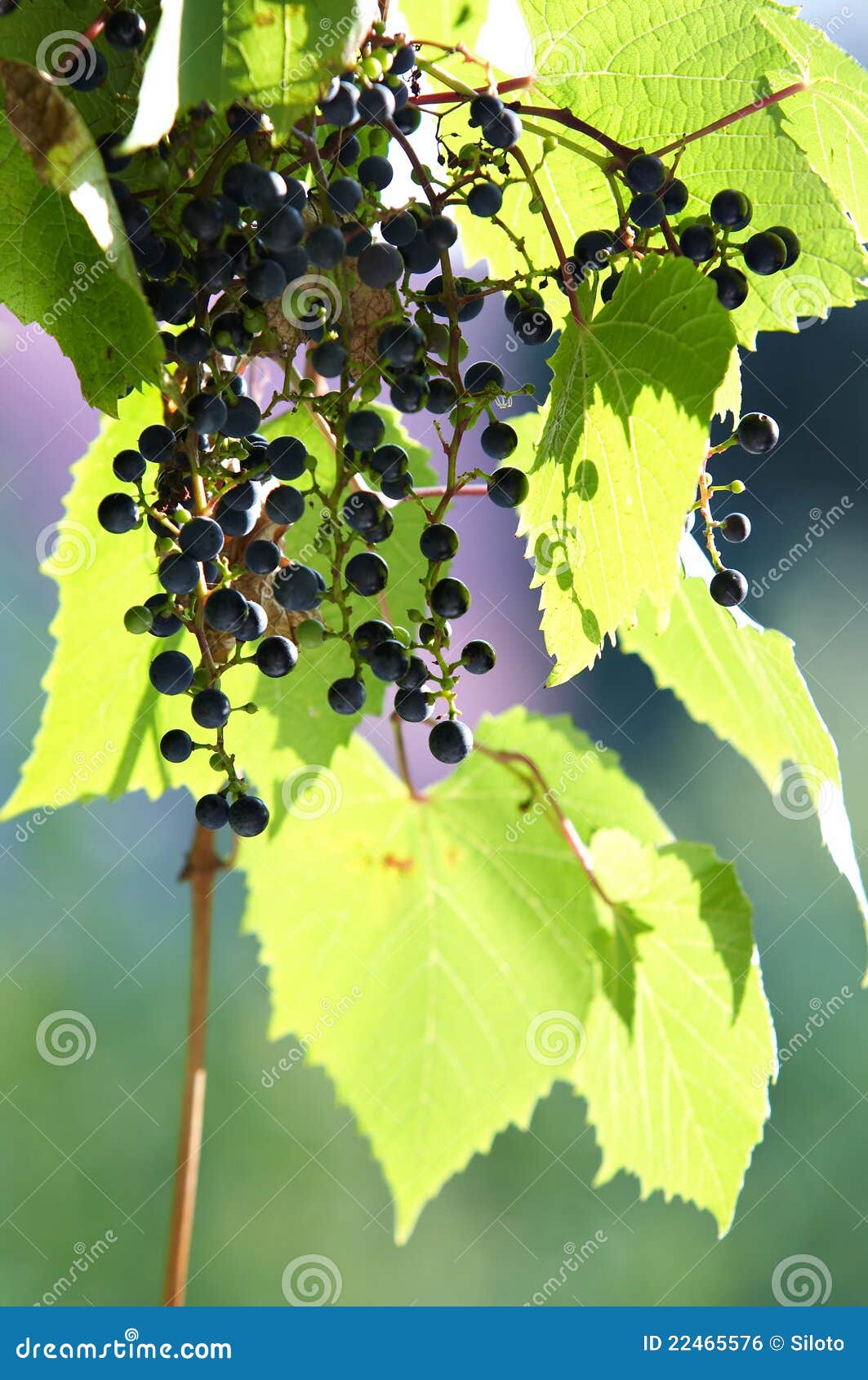Grapes and leaves stock photo. Image of growing, mood - 22465576