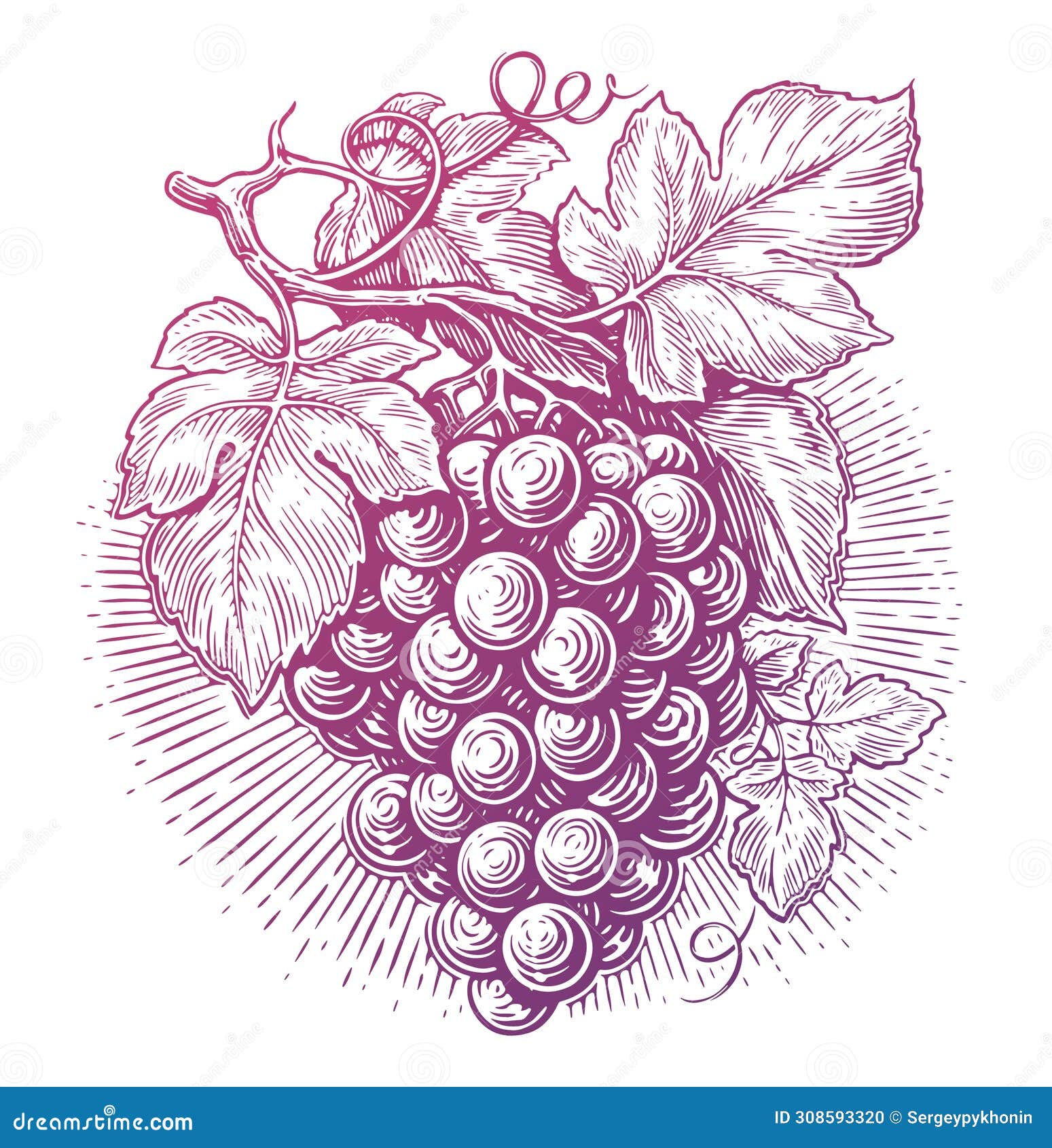 Grapes with Leaves. Grapevine Branch with Berries. Vine, Sketch Vector ...