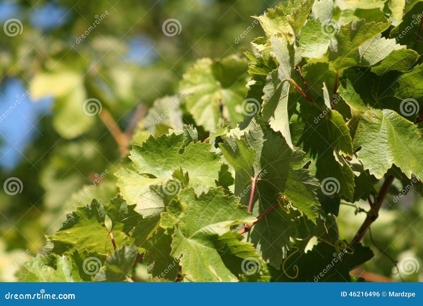 Red Grapes With Leaves Isolated On White Background Stock Image ...