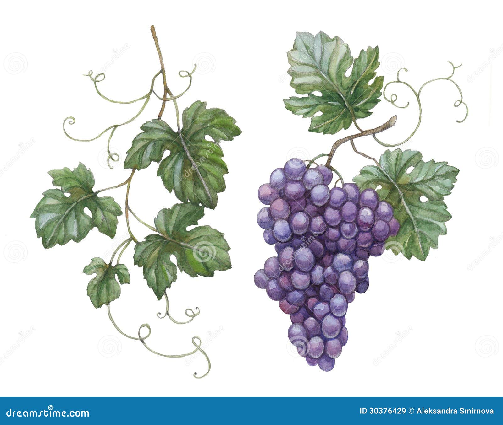 Grapes with leaves stock illustration. Illustration of green - 30376429