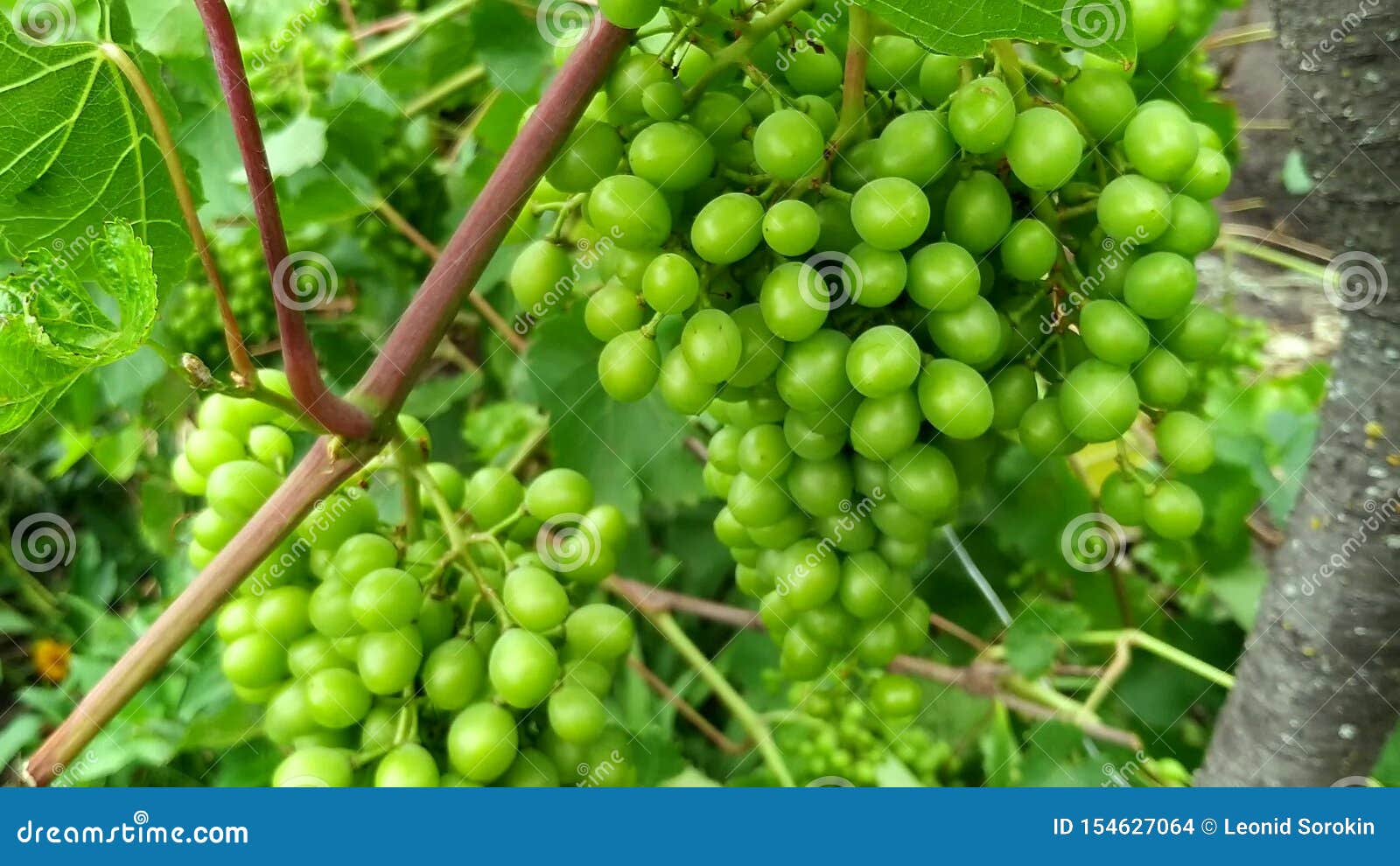 Maturity Stage Stock Footage & Videos - 13 Stock Videos