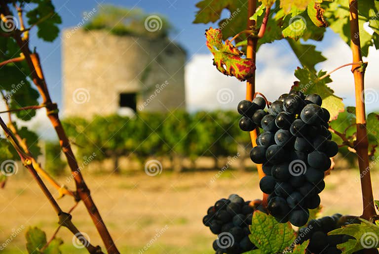 Grapes and medieval tower stock image. Image of plants - 22606279