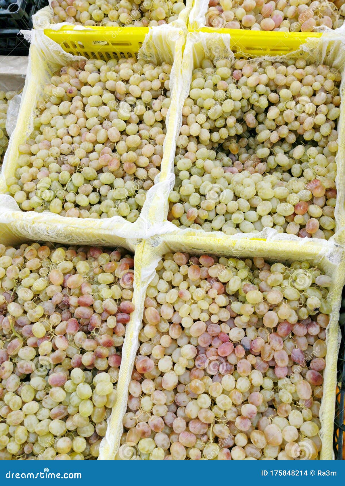 Grapes packed in boxes stock photo. Image of oblong - 175848214