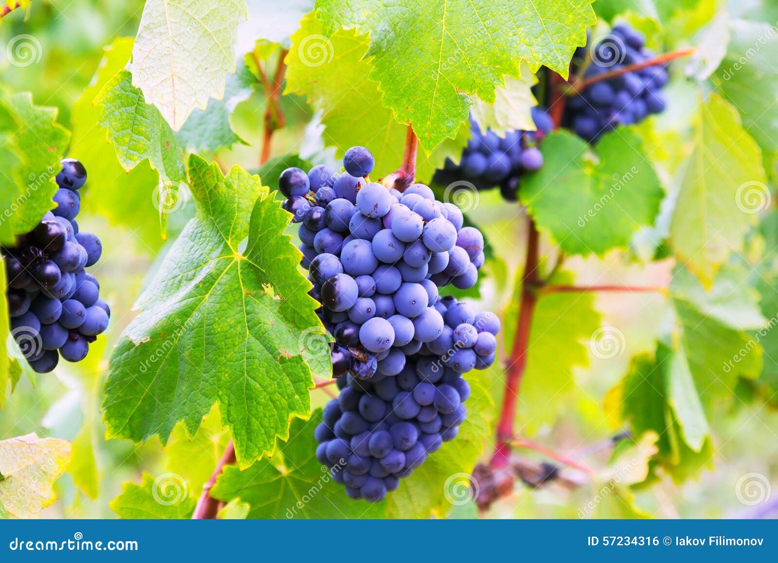 Grapes at plant stock photo. Image of environment, france - 57234316