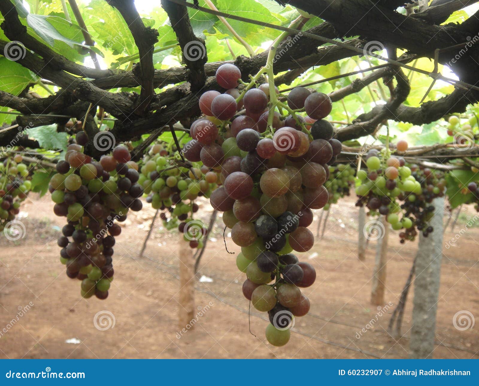 Grapes in plantation stock image. Image of grapes, tender - 60232907