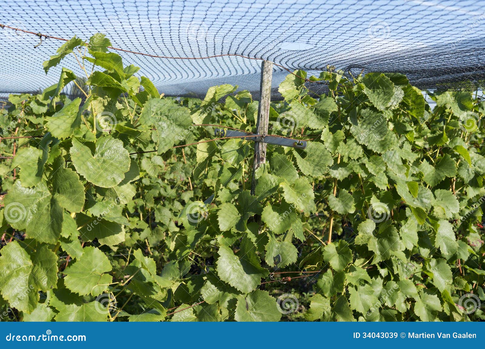 Grapes Plants are Protected by a Protective Net in a Vineyard. Stock ...