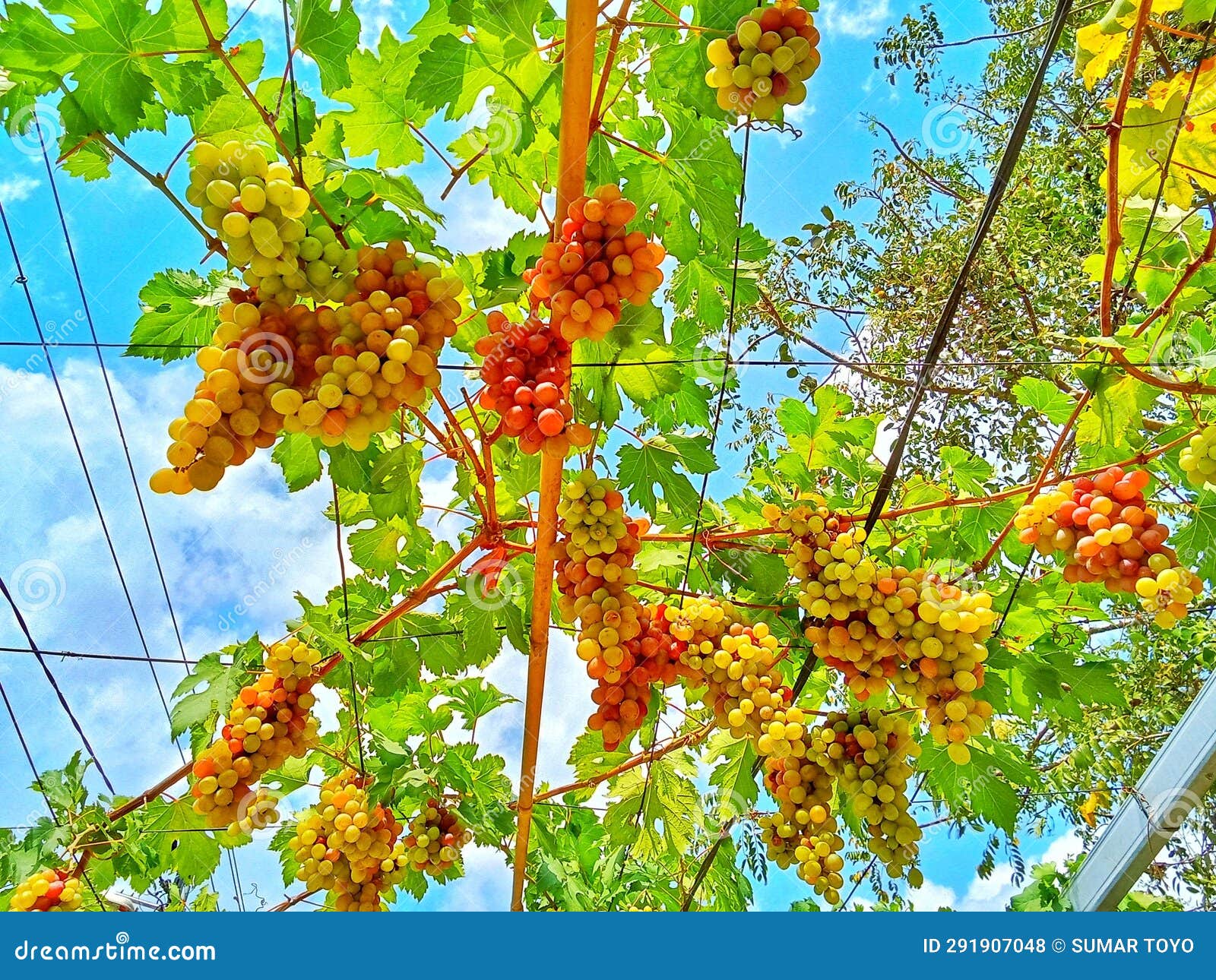 Grapes Plants Thrive on Plantations Stock Photo - Image of berry ...