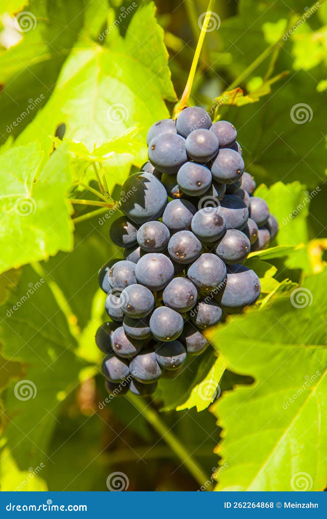 Grapes Prosper Well at the Housewall Stock Photo - Image of blue ...