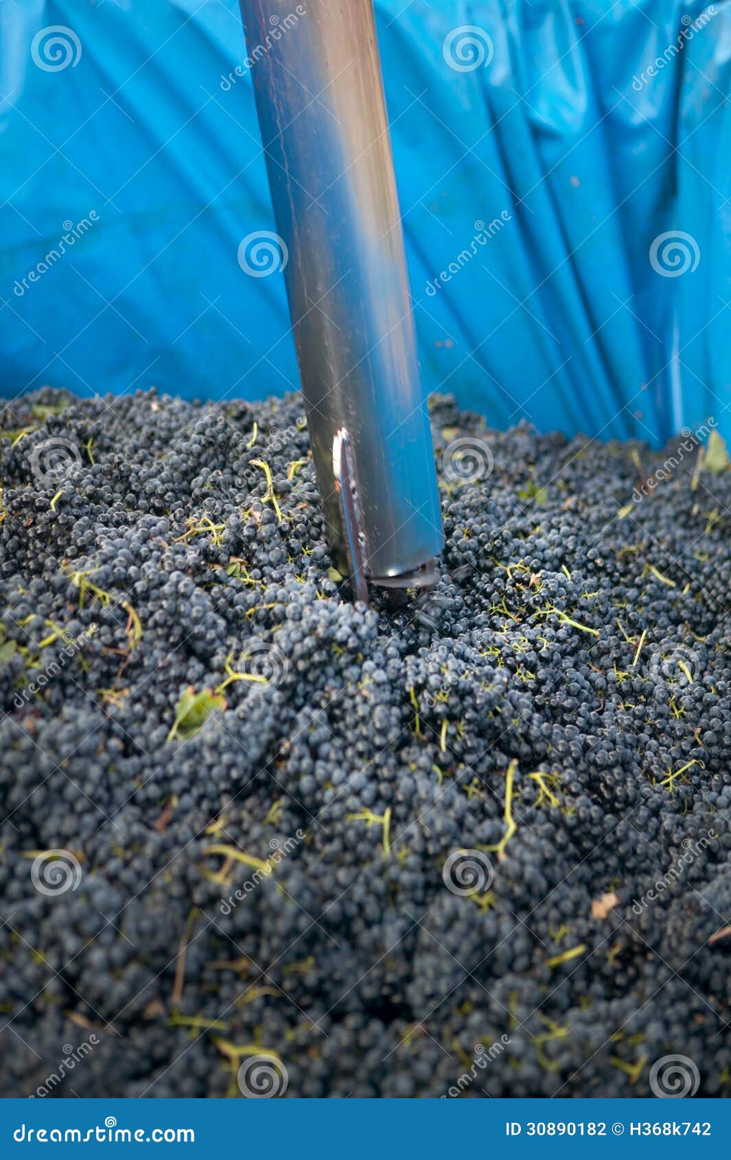 Grapes quality control stock photo. Image of leaf, action - 30890182