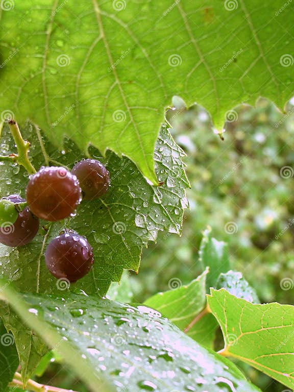 Grapes in the rain stock image. Image of colour, drip - 1221981
