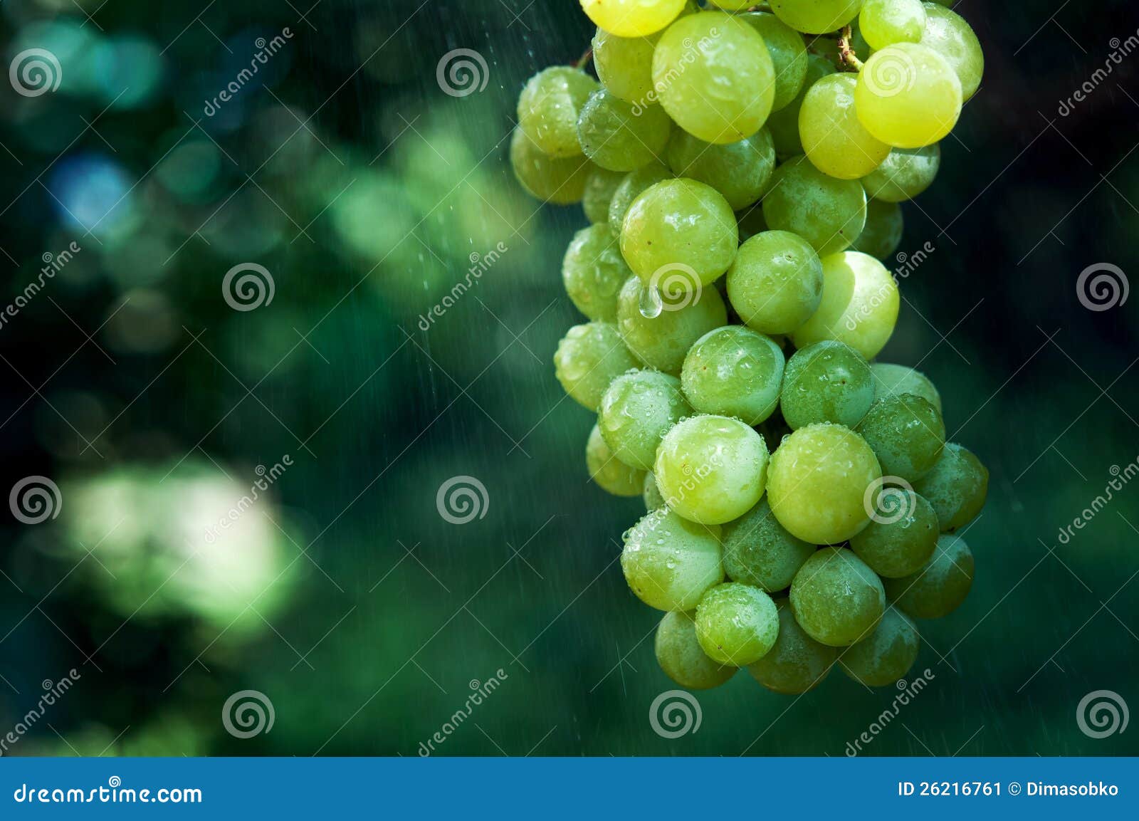 Grapes and rain stock image. Image of garden, green, grape - 26216761