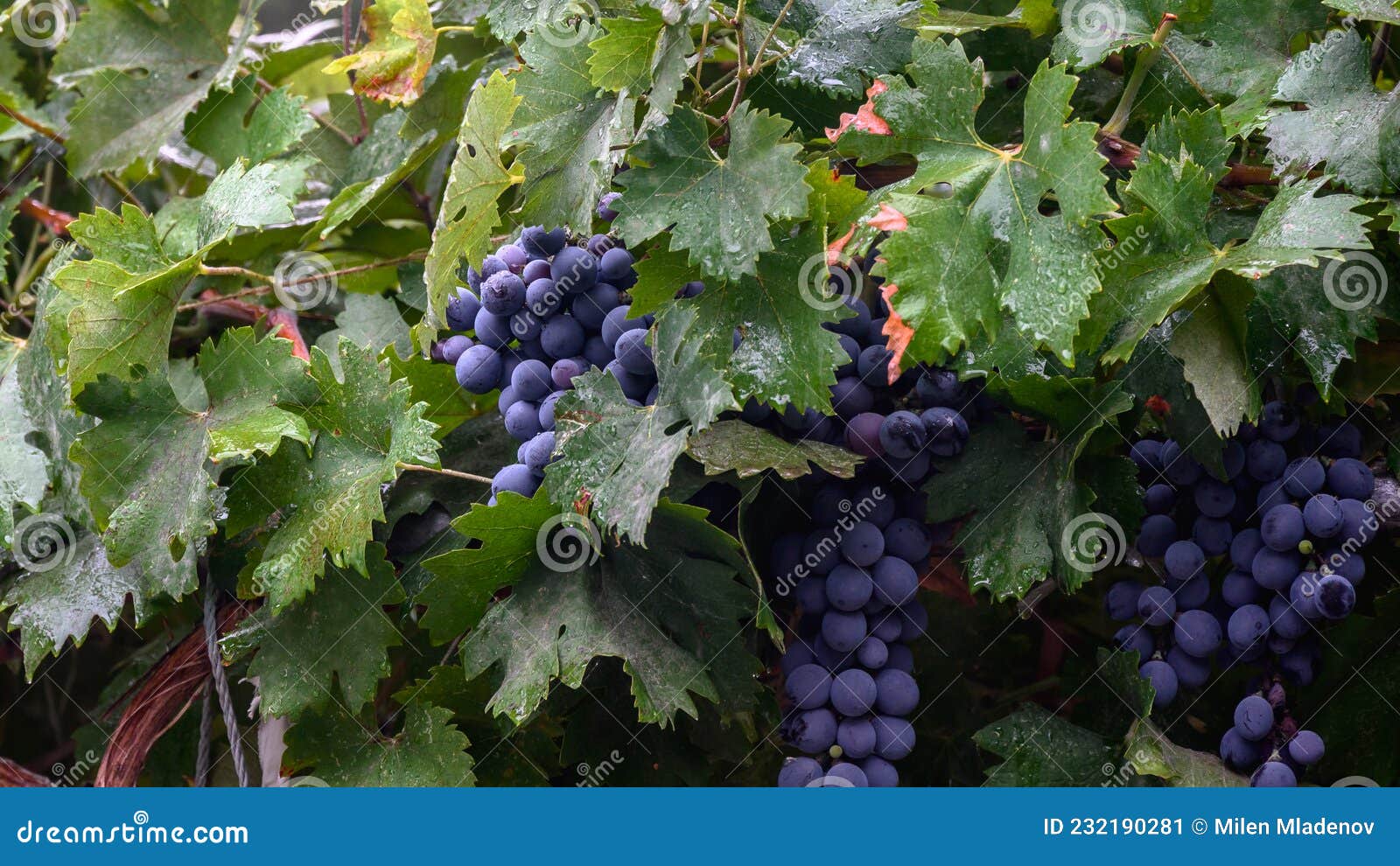 Grapes in the rain stock image. Image of organic, vineyard - 232190281