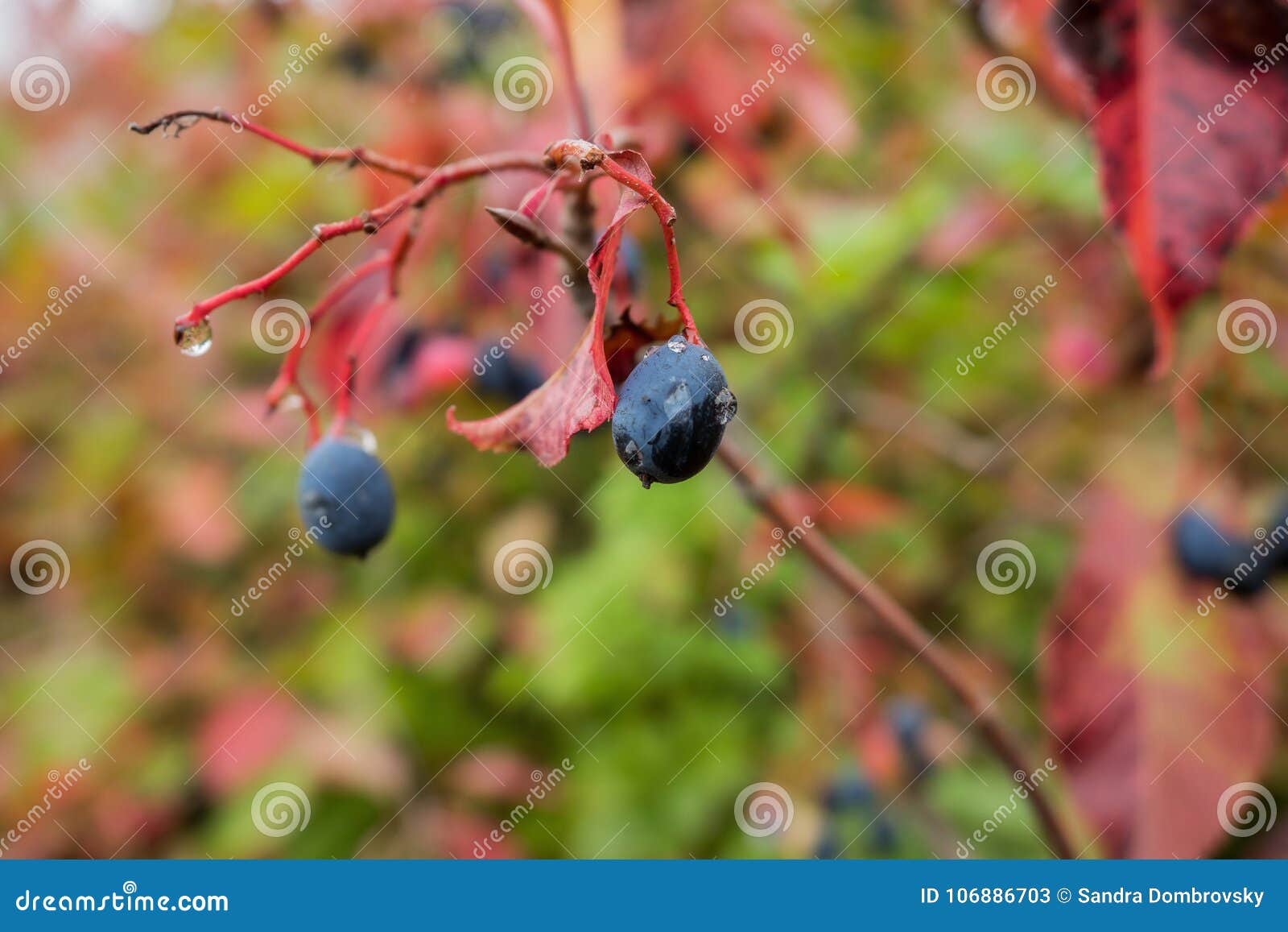 Grapes on with Raindrops, Colorful Stock Image - Image of autumn ...