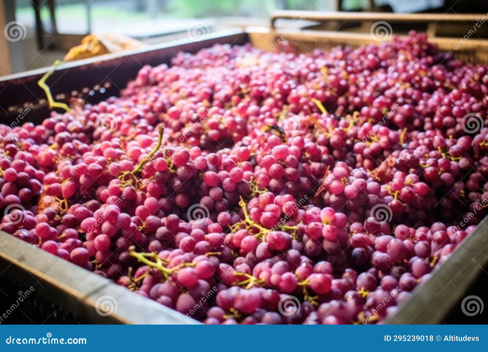 Grapes Ready for Crushing Shot from the Side Stock Photo - Image of ...