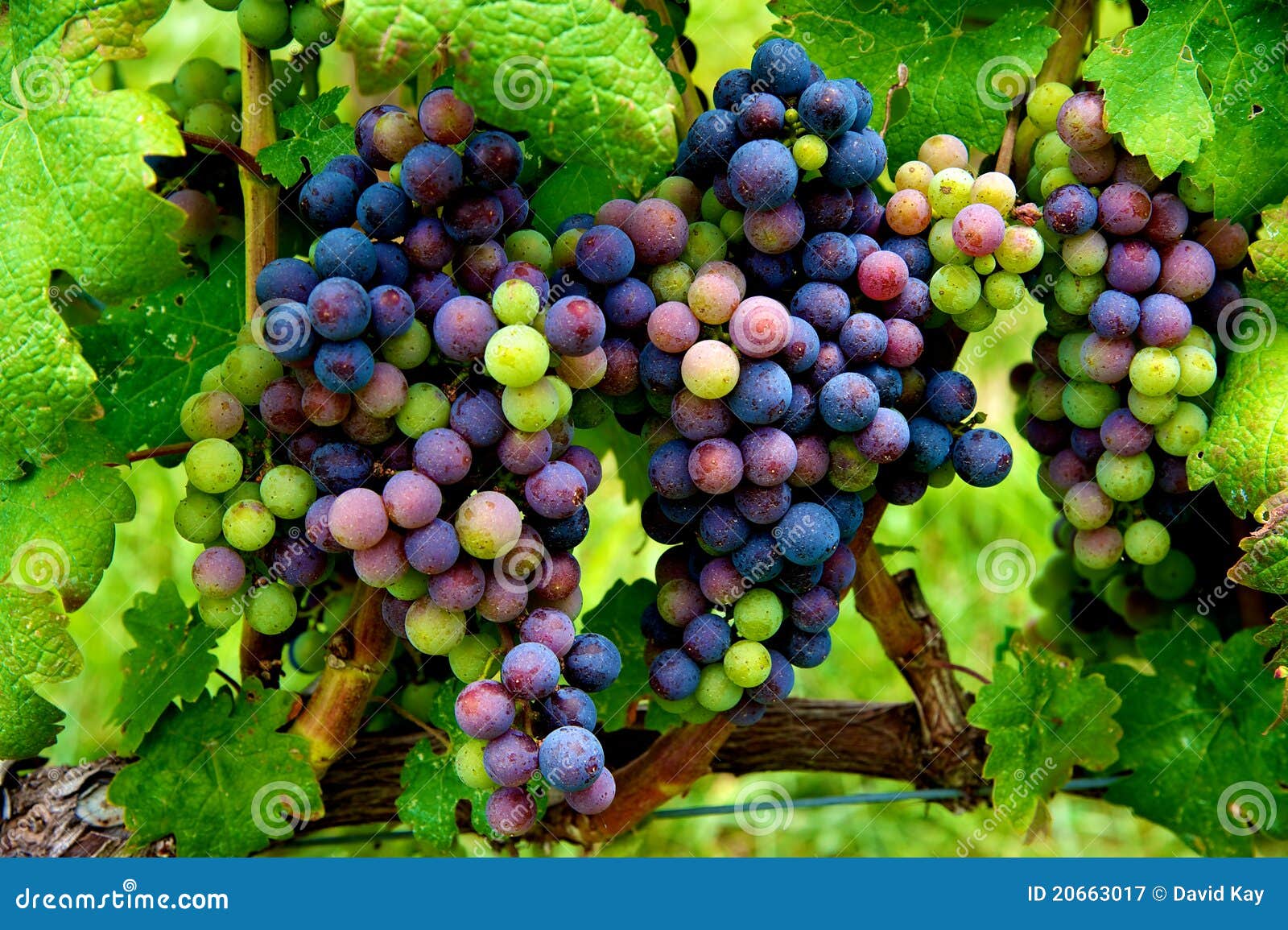 Grapes ready to harvest stock image. Image of grape, agriculture - 20663017