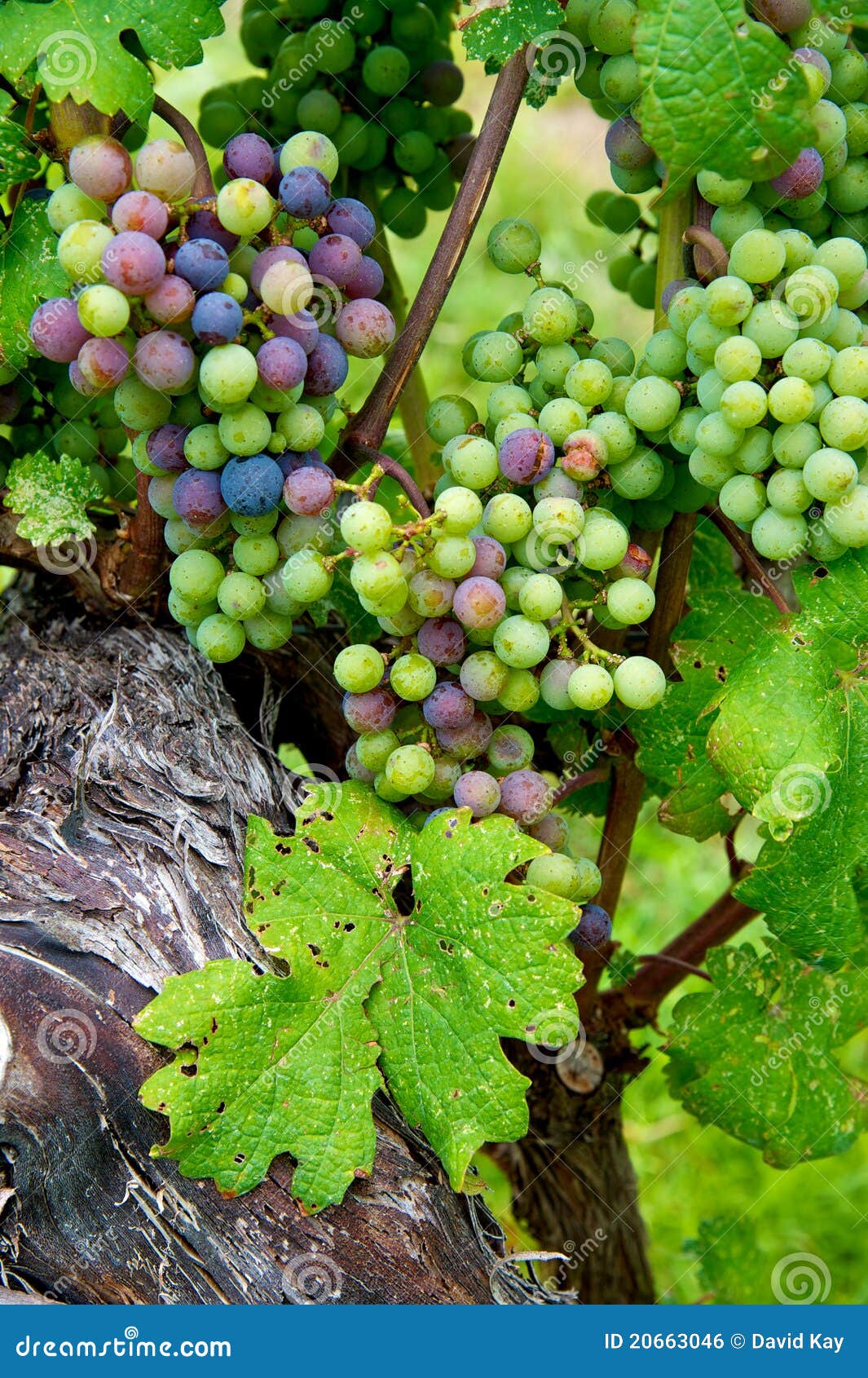 Grapes ready to harvest stock photo. Image of colorful - 20663046