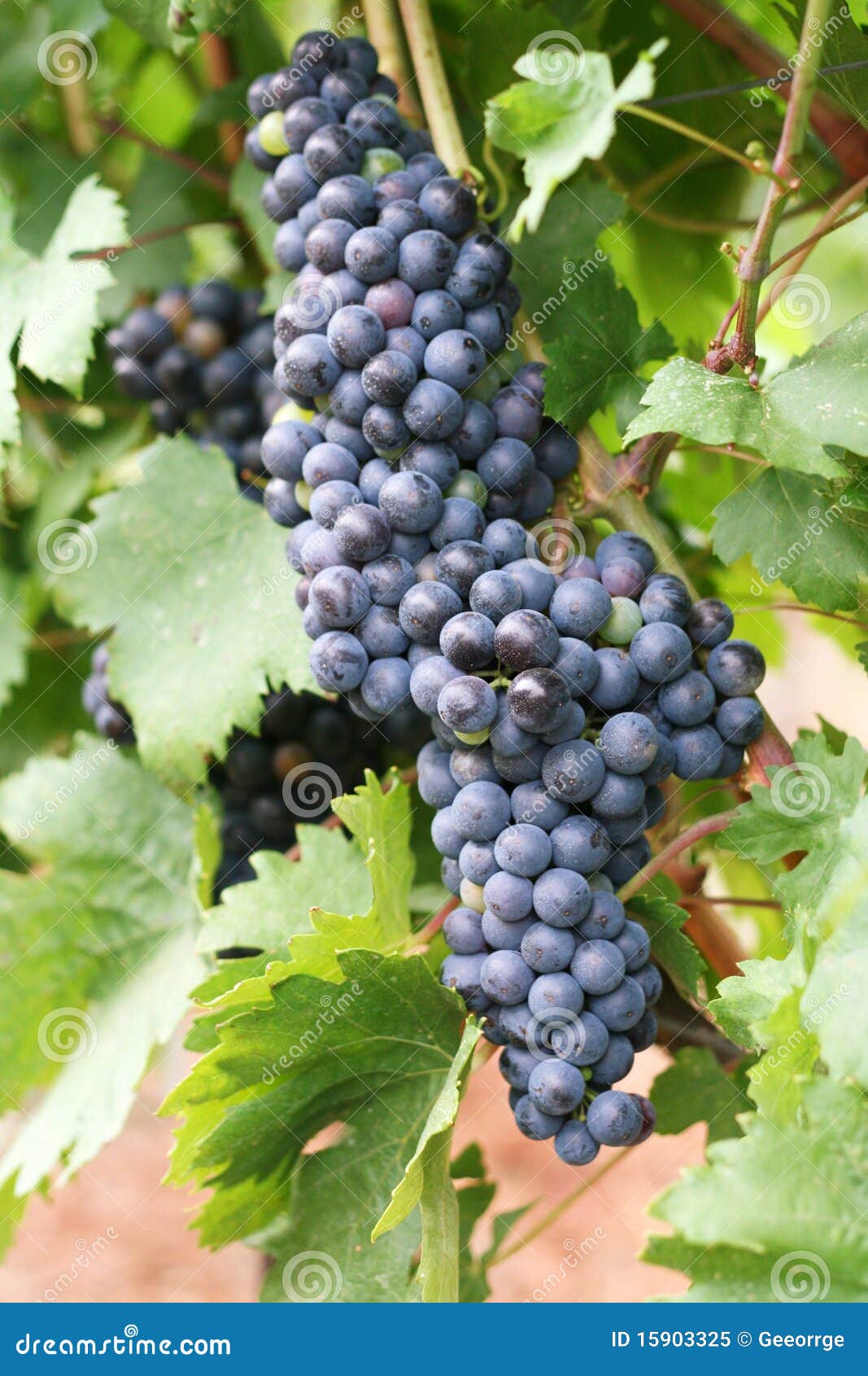 Grapes ready for vintage stock image. Image of october - 15903325