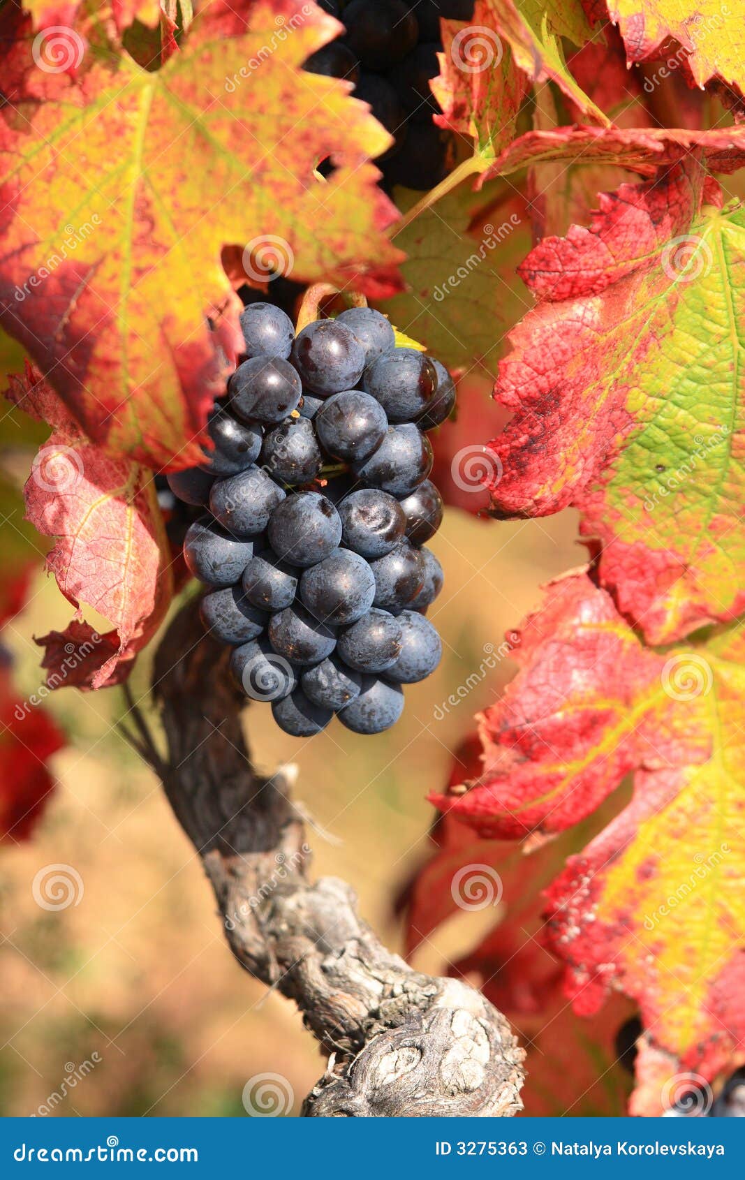 Grapes and Red Autumn Leaves Stock Image - Image of ripe, color: 3275363