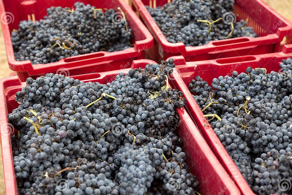 Grapes in Red Boxes Under Sunlight Stock Photo - Image of market ...