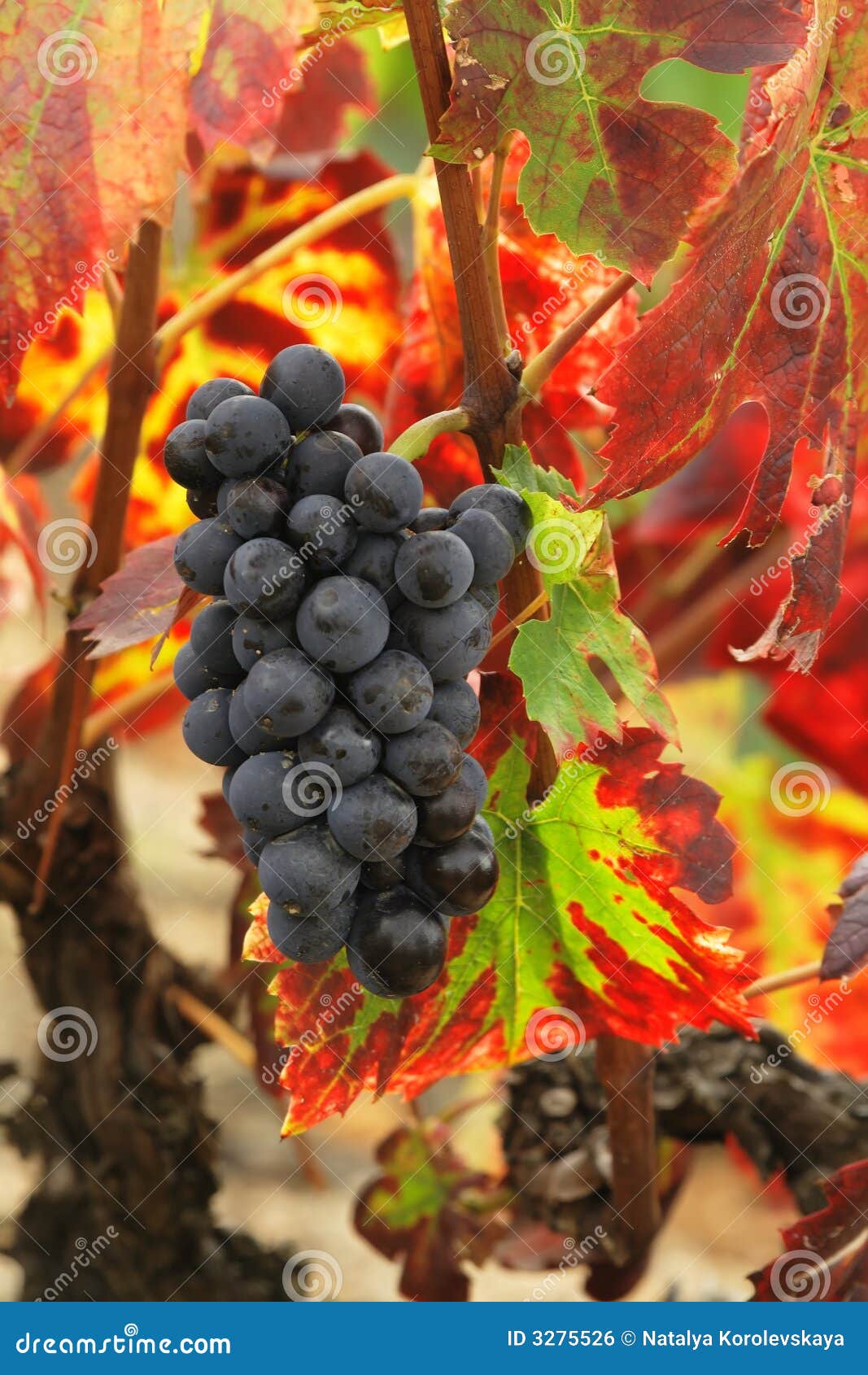 Grapes and Red Grape Leaves Stock Photo - Image of beaujolais, nature ...