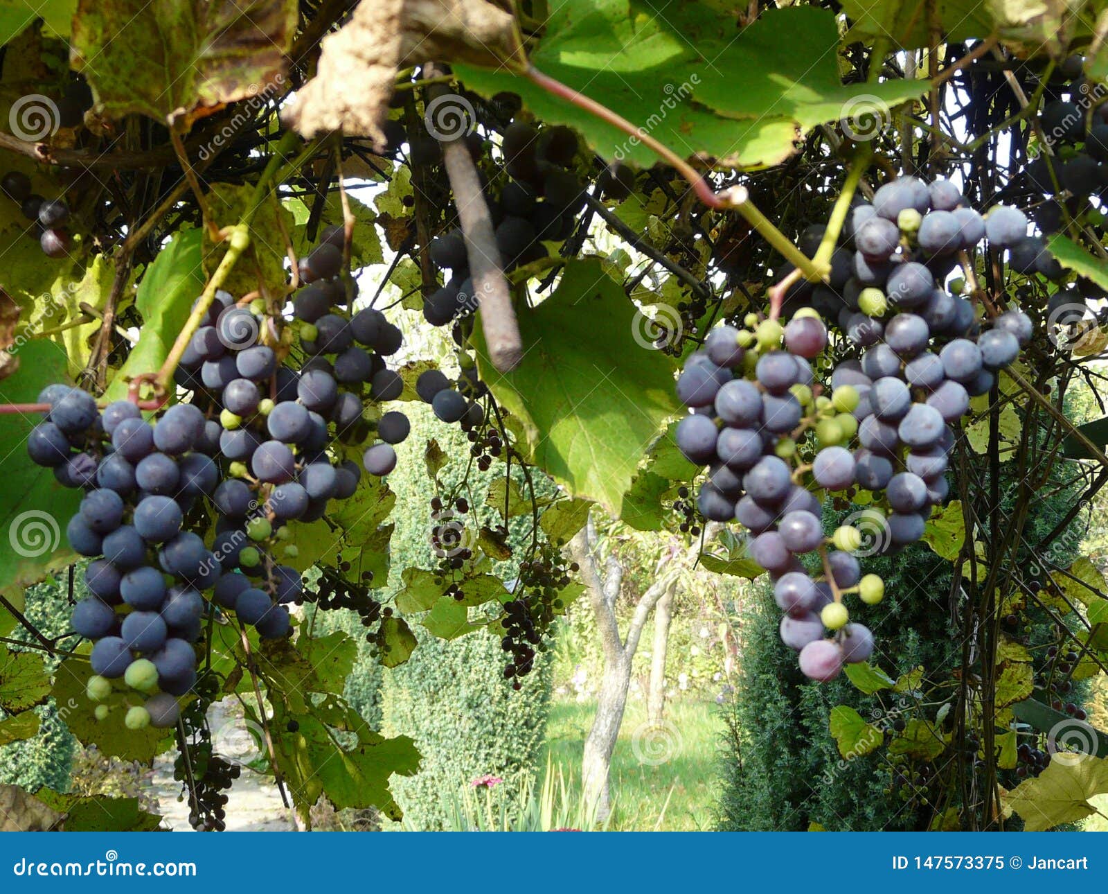 GRAPES with RED VINE. stock image. Image of vine, grapes - 147573375
