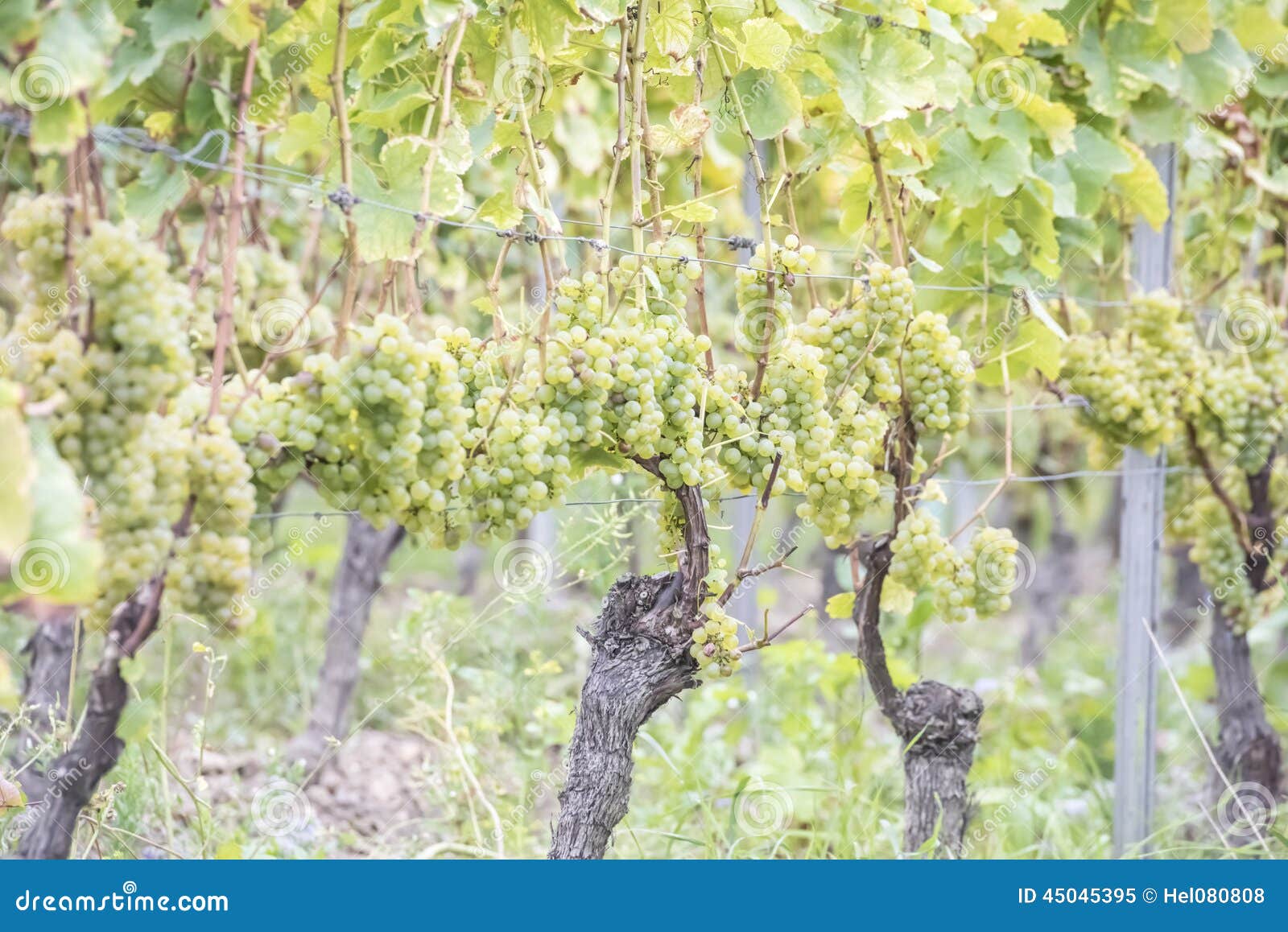Grapes for Riesling in Autumn Vineyard, Germany Stock Image - Image of ...
