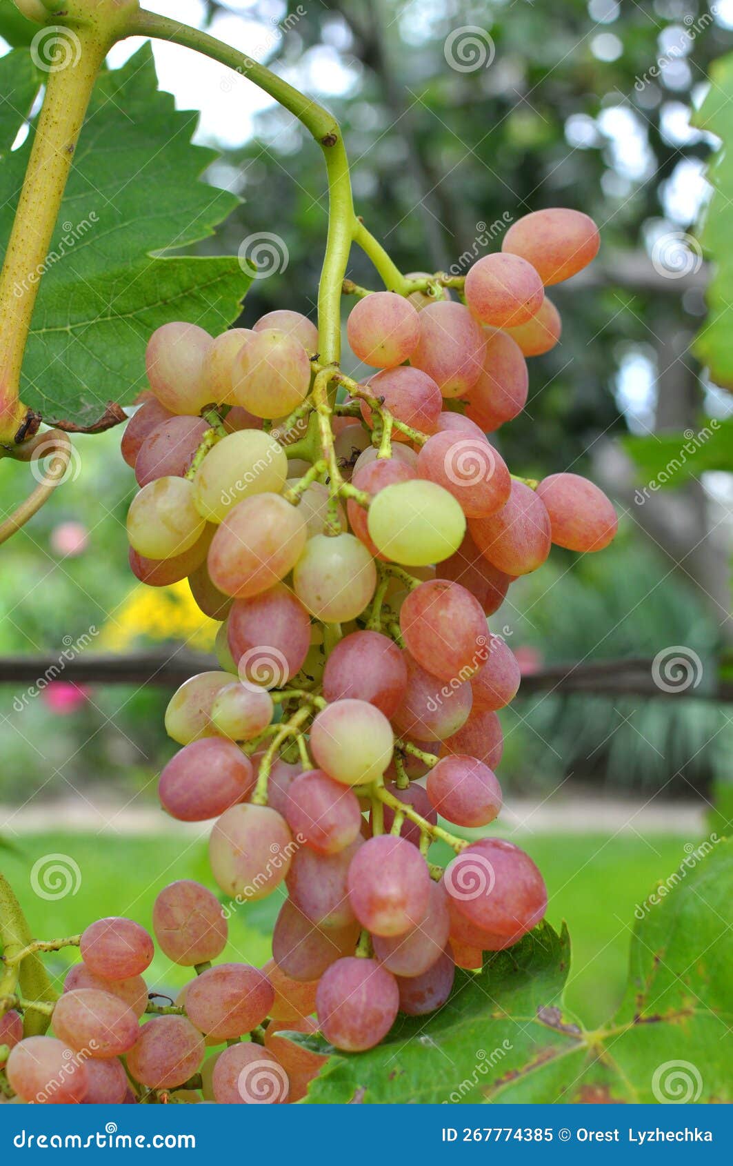 Grapes Ripen on the Branch of the Bush Stock Image - Image of grapevine ...