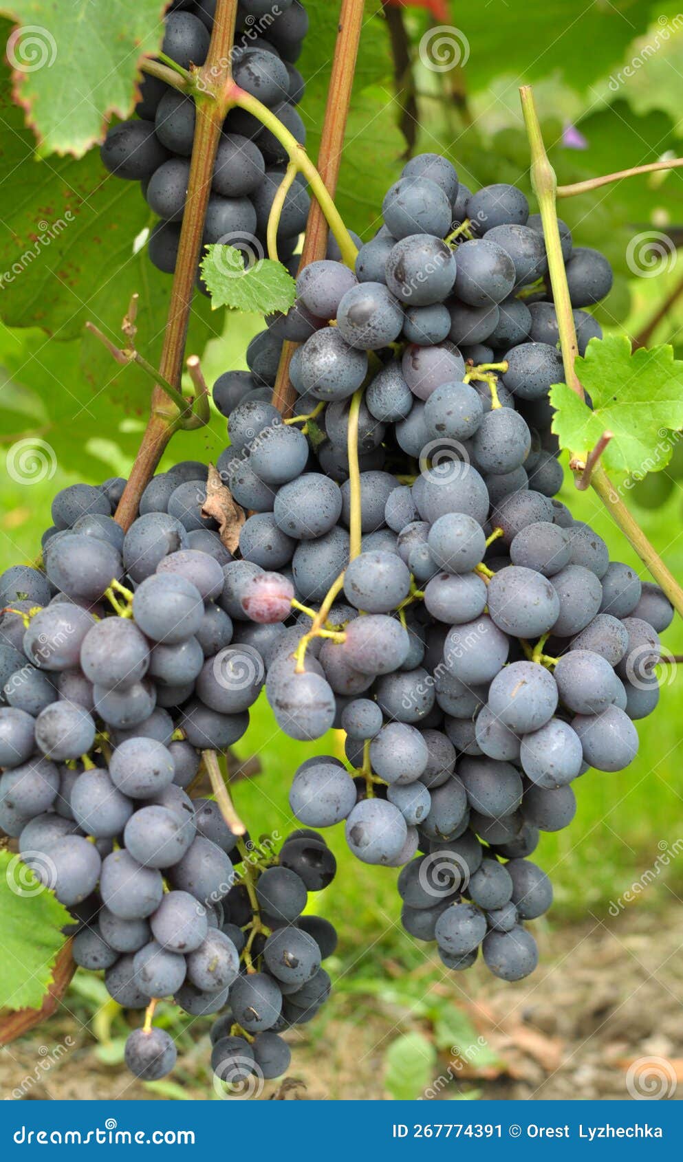 Grapes Ripen on the Branch of the Bush Stock Image - Image of grow ...