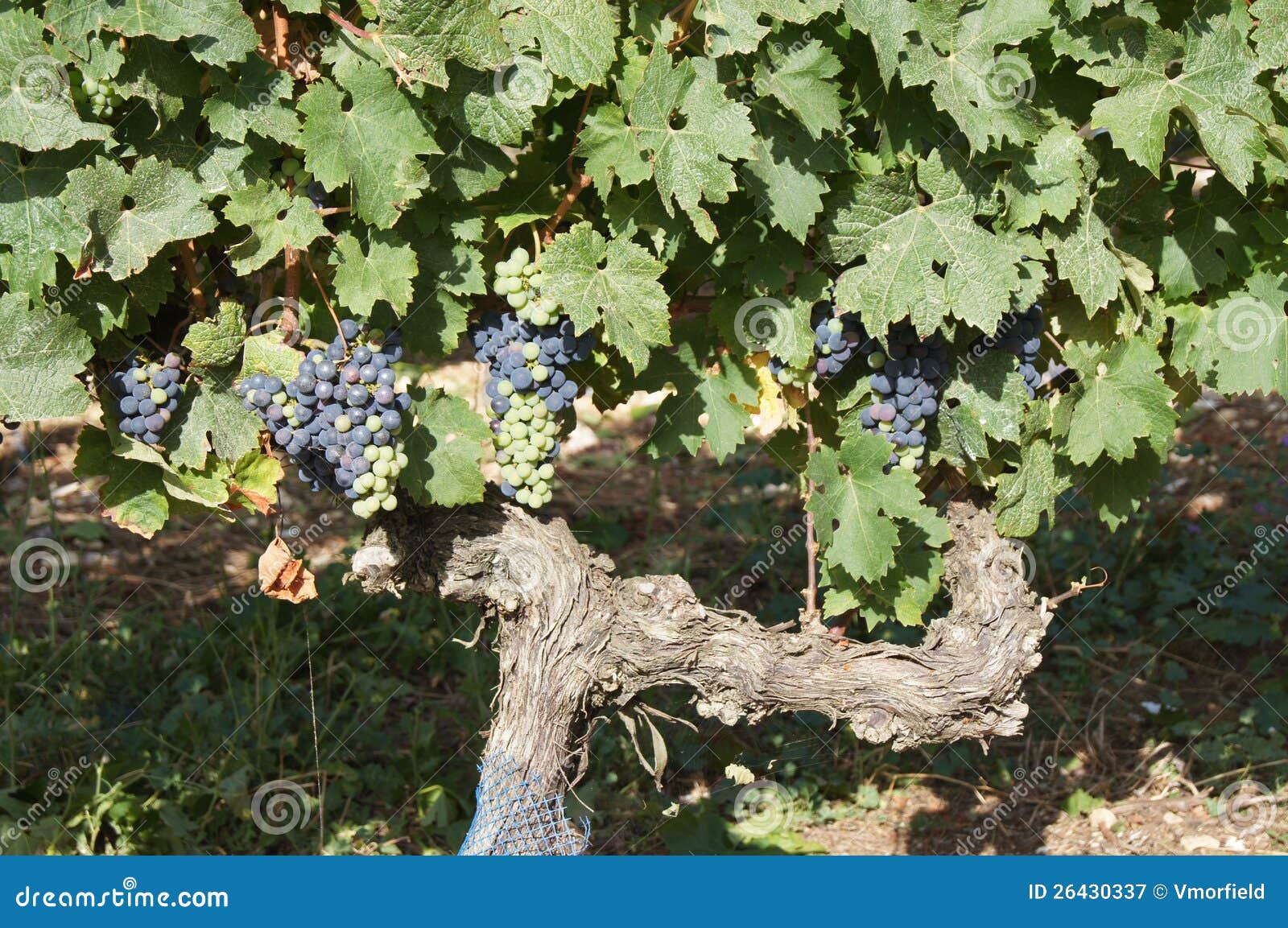 Grapes Ripening stock image. Image of drink, growing - 26430337