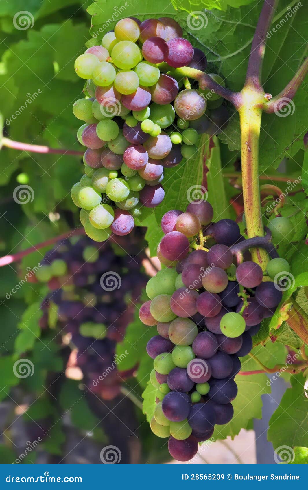 Grapes ripening stock image. Image of agriculture, vines - 28565209