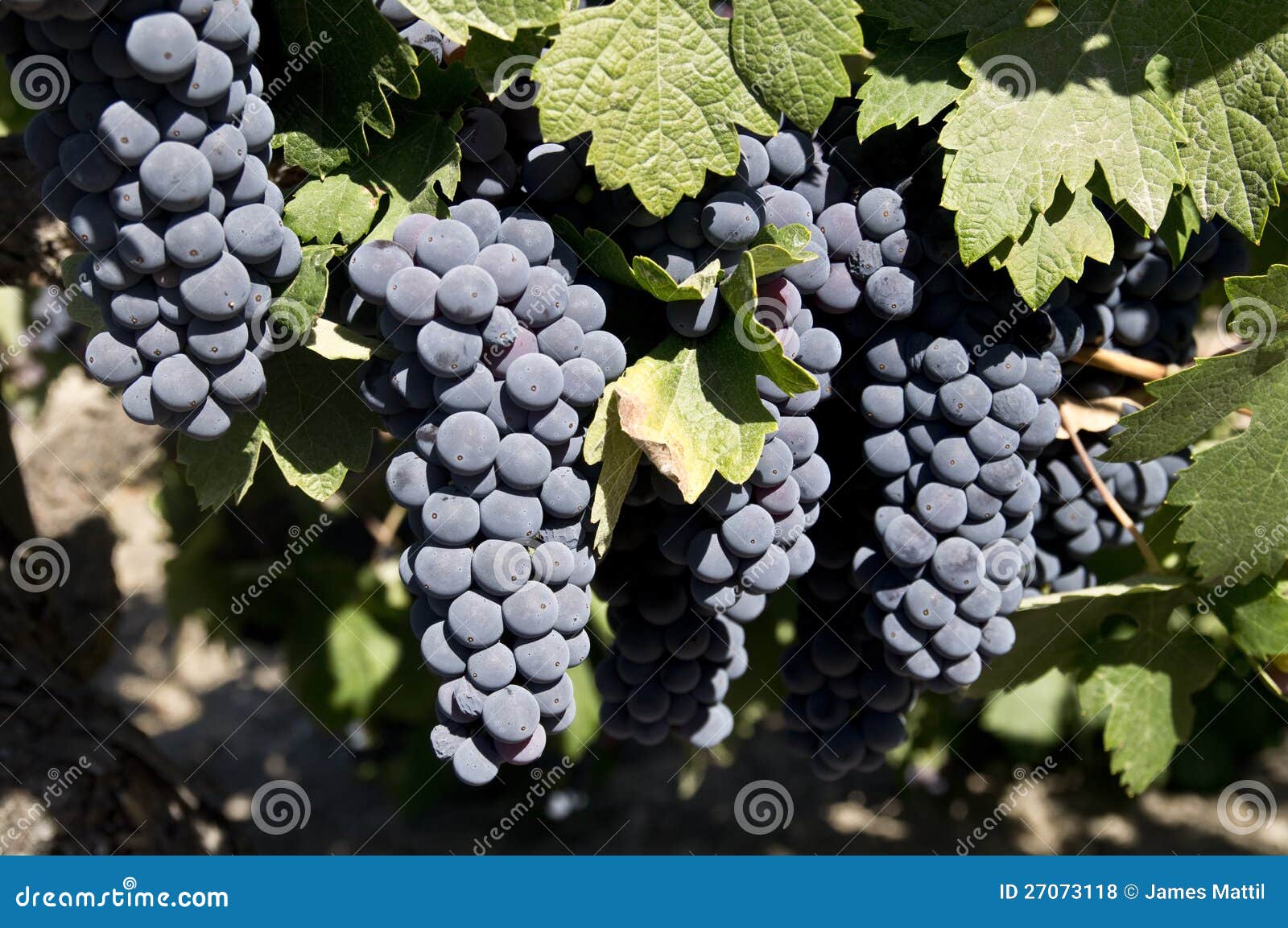 Grapes Ripening for Harvest Stock Photo - Image of cabernet, paso: 27073118