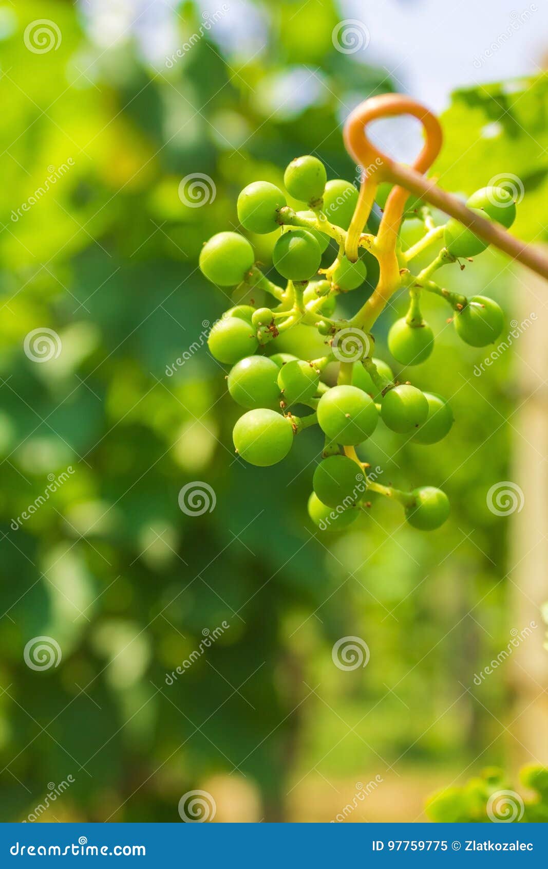 Grapes in ripening stage stock image. Image of farm, juicy - 97759775