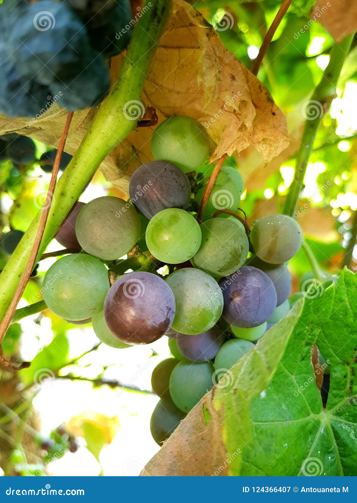 Grapes stock image. Image of wine, rust, shades, gradient - 124366407