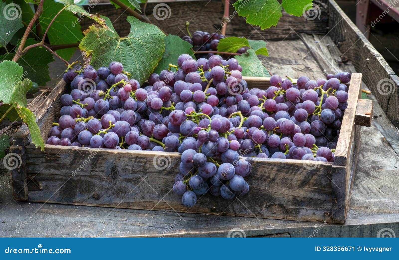 Grapes in a Rustic Crate at a Farm Market Stock Image - Image of vine ...