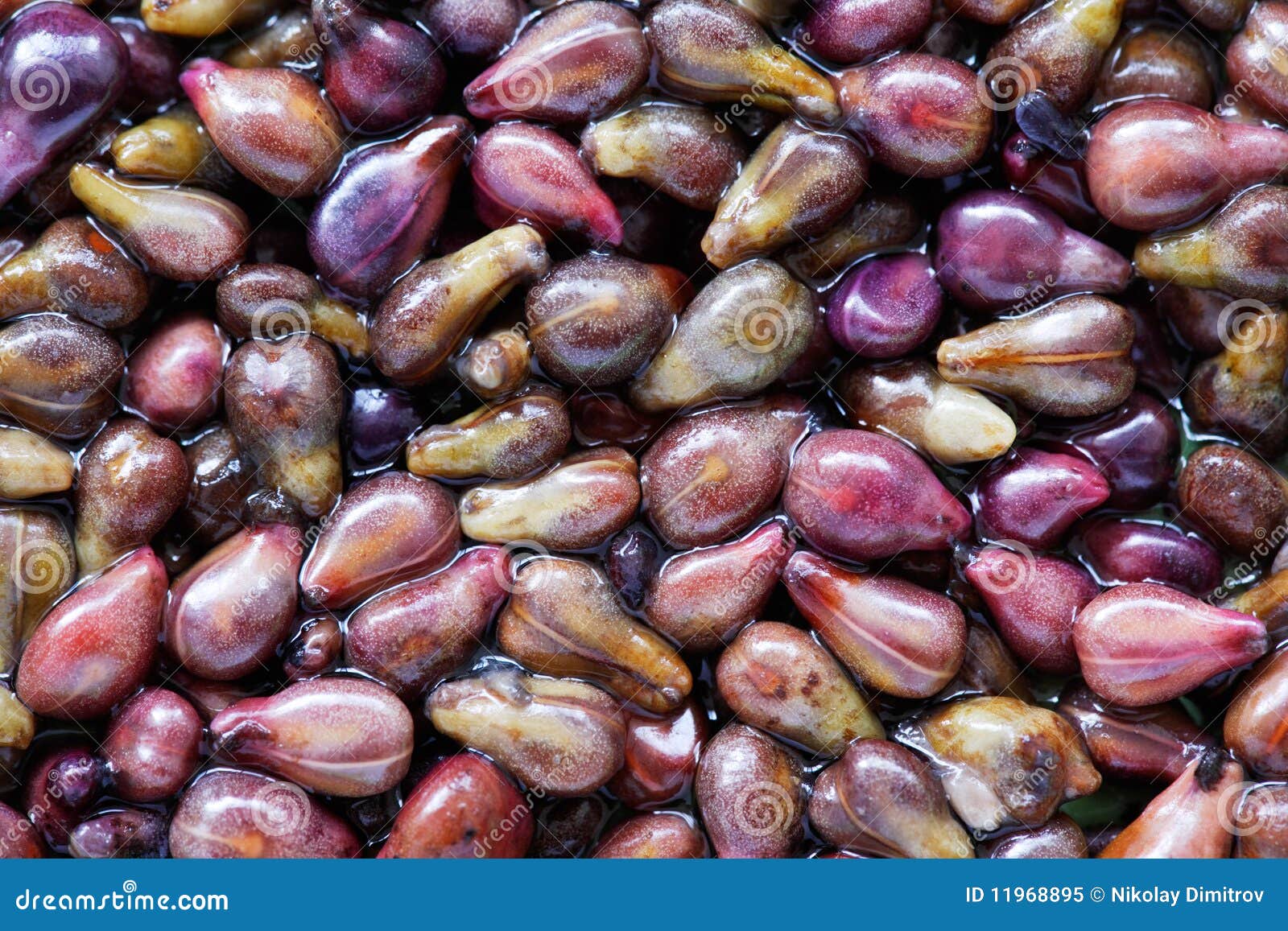 Grapes seeds stock image. Image of healthy, wine, pharmacology - 11968895