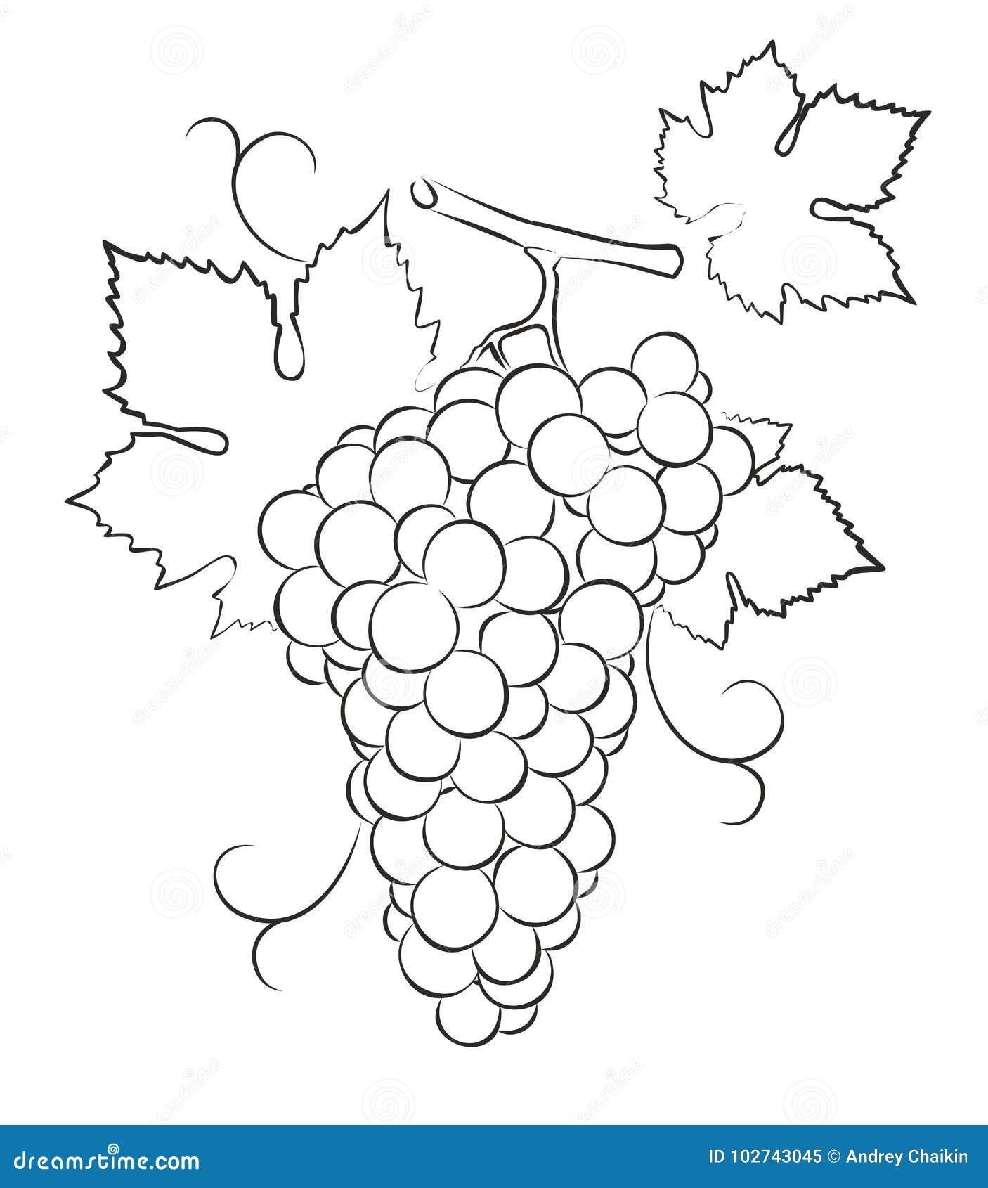 Grapes Sketch. stock vector. Illustration of bunch, sketch - 102743045
