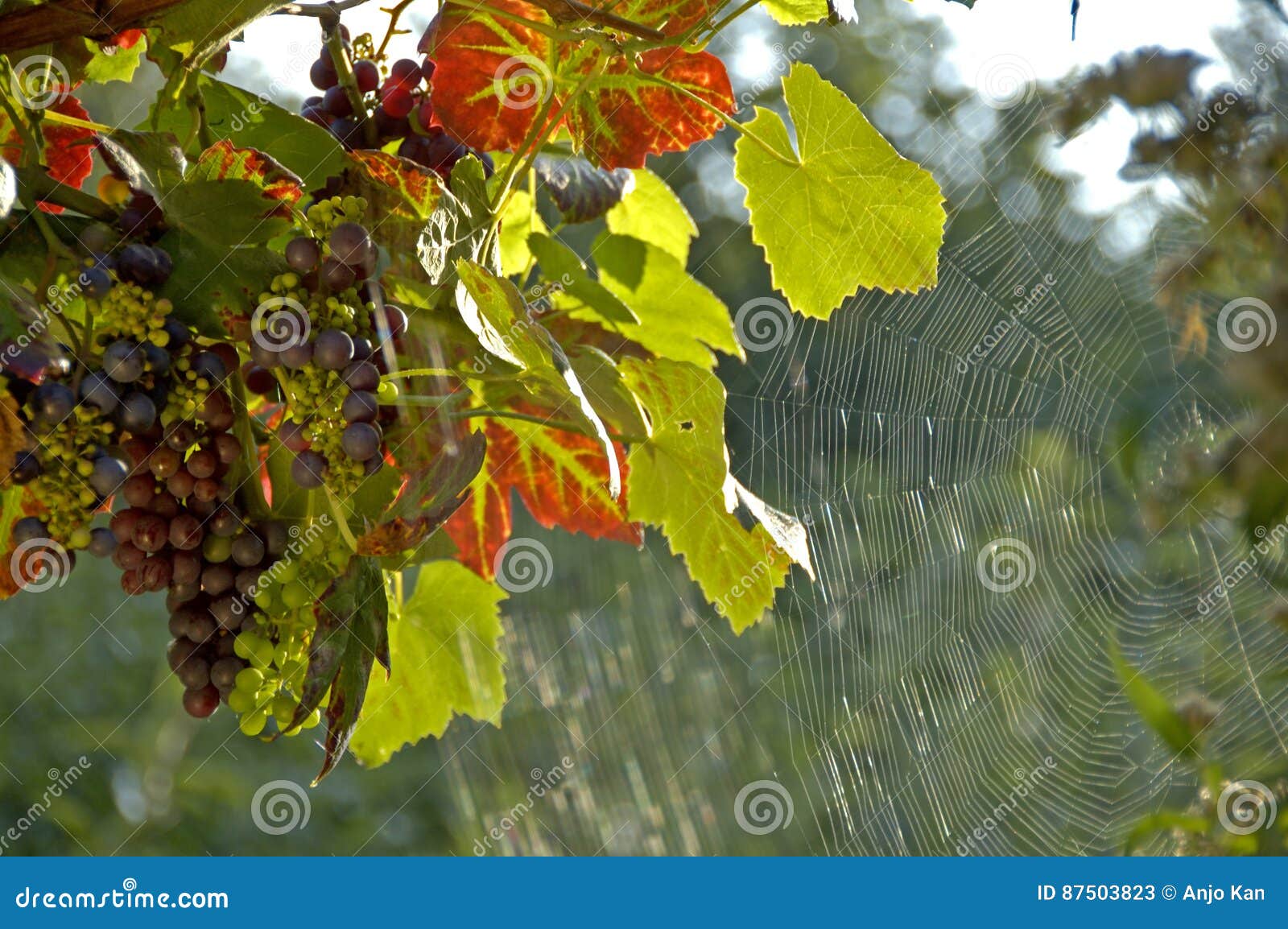 Grapes and spider web stock image. Image of ripe, summer - 87503823