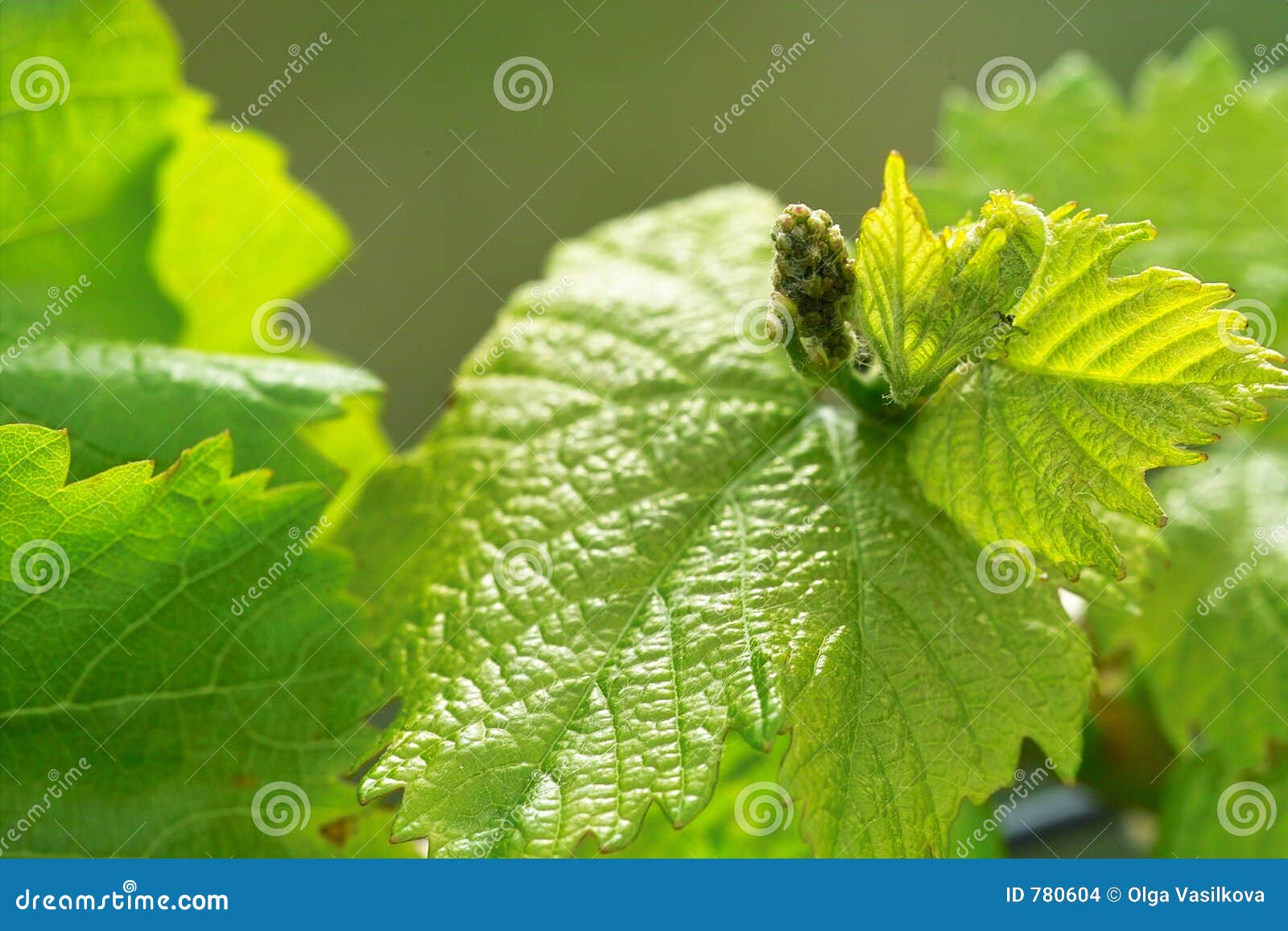 Grapes in spring stock photo. Image of berry, countryside - 780604
