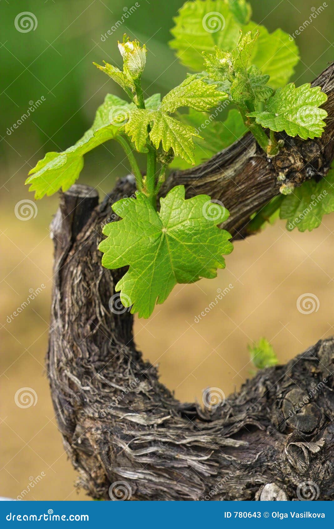 Grapes in spring stock image. Image of growing, grapes - 780643