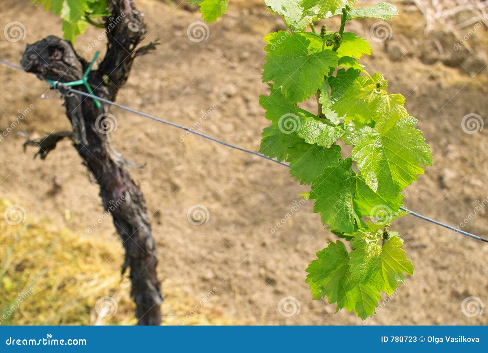 Grapes In Spring Picture. Image: 780723