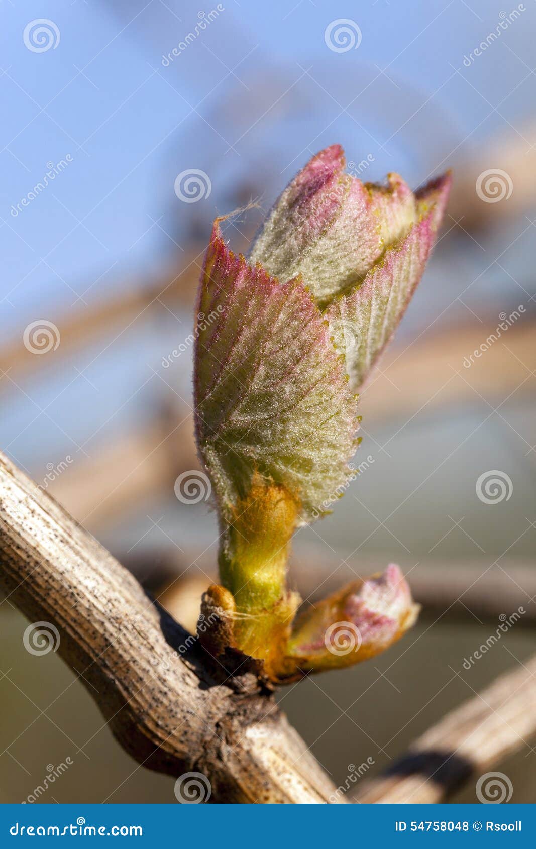 Grapes sprout stock photo. Image of healthcare, environment - 54758048
