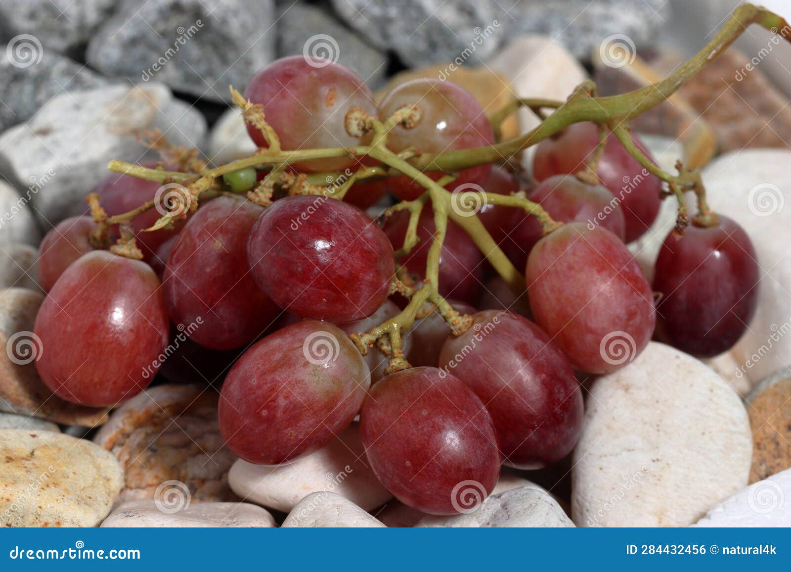 Red Grapes on Texture Background Stock Photo - Image of flower, tree ...