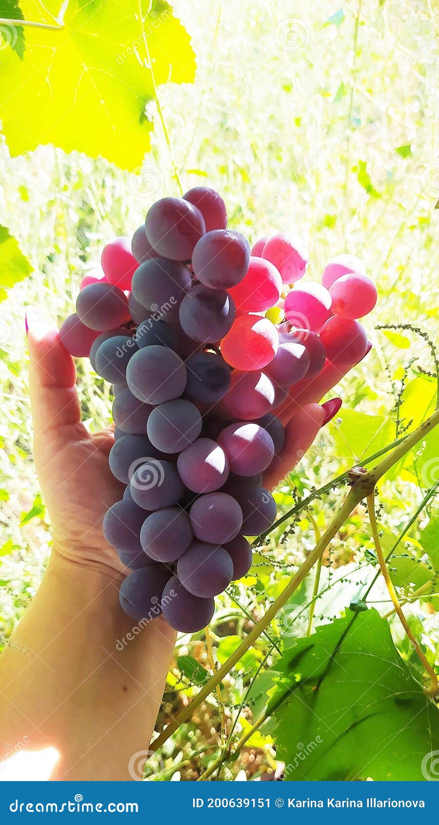 Biggrapes Stock Photos - Free & Royalty-Free Stock Photos from Dreamstime