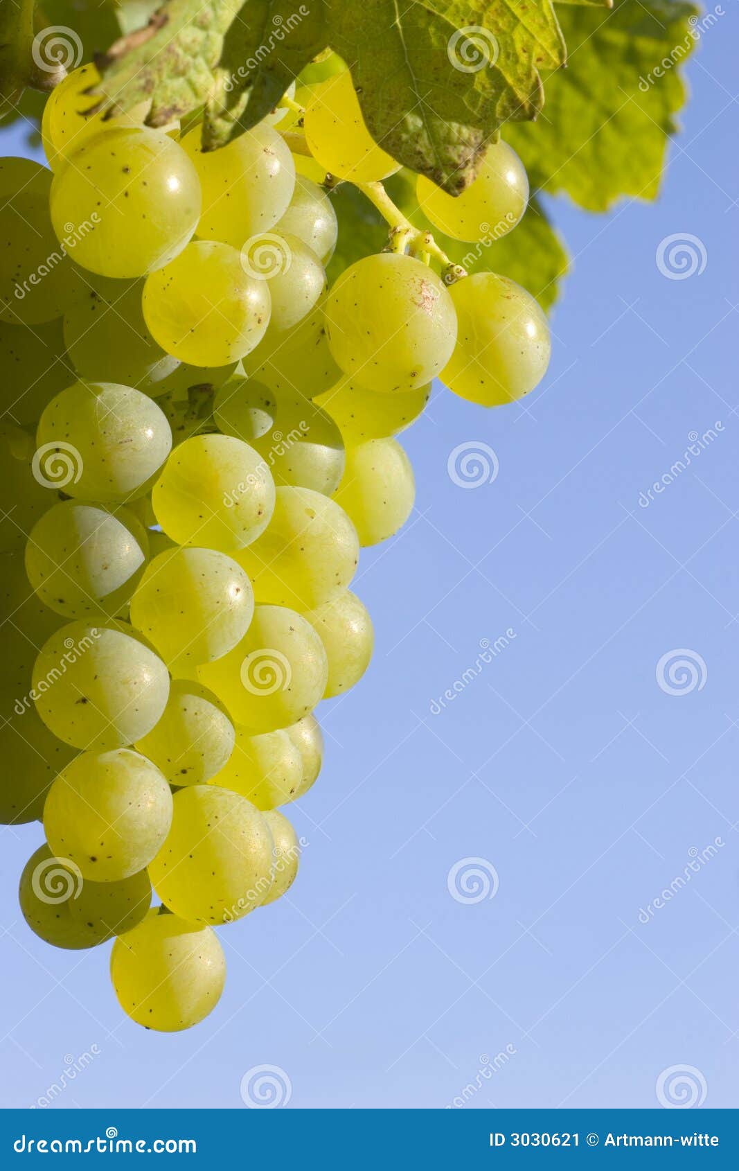 Grapes in the sun stock image. Image of sunny, nutrition - 3030621