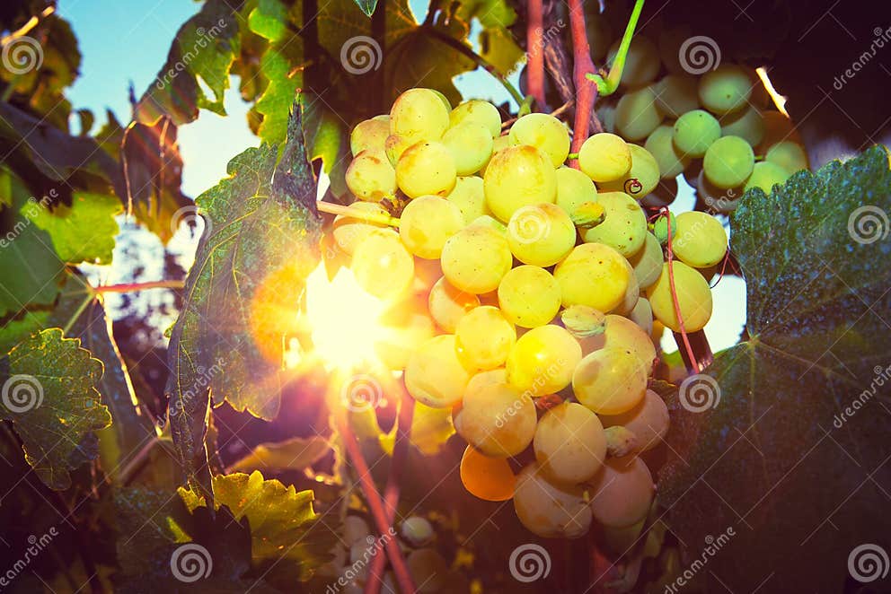 Grapes and sun stock photo. Image of bunch, countryside - 195657284