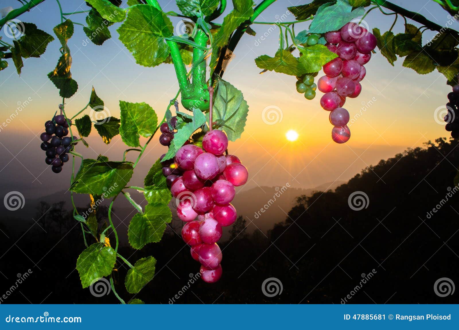 Grapes on Sunrise stock image. Image of scene, meadow - 47885681