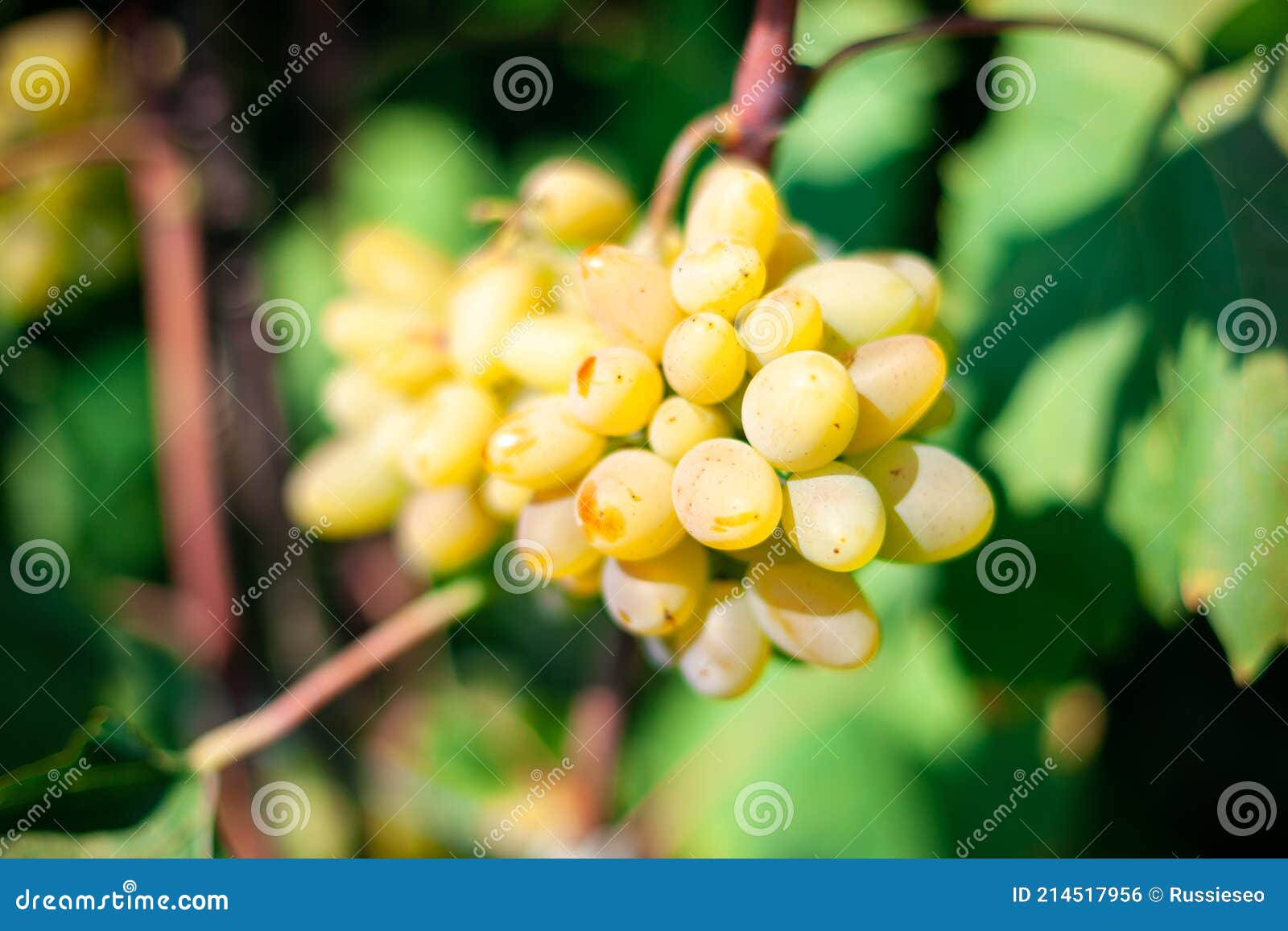 Thompson Seedless Grapes Stock Photography | CartoonDealer.com #32666744 Thompson Seedless Grapes Stock Photography | CartoonDealer.com #32666744