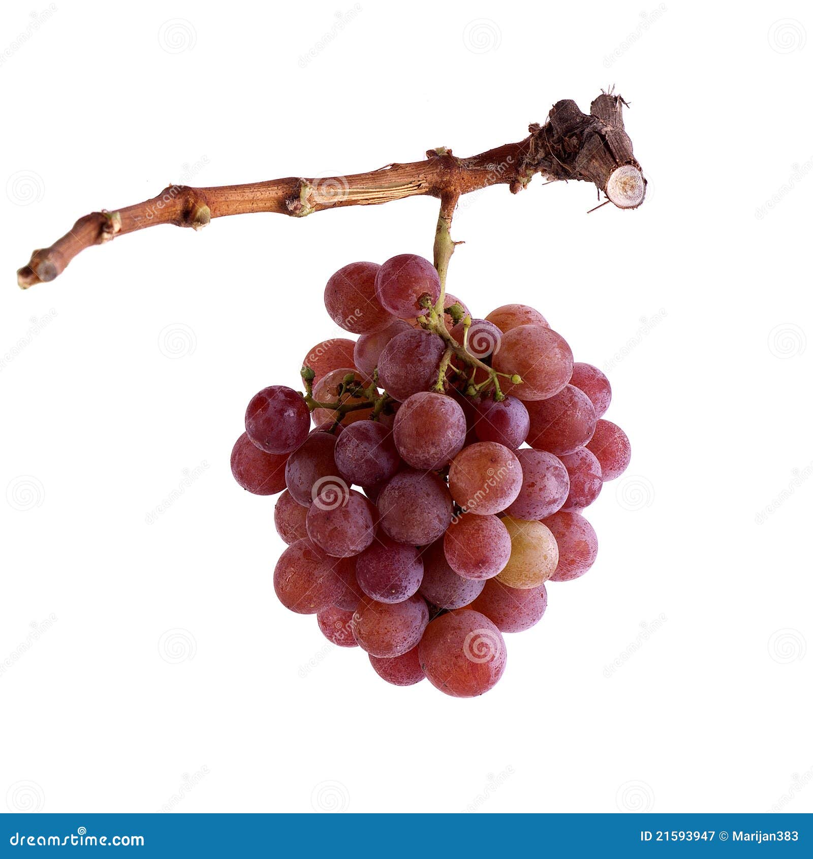 Grapes - traminer stock image. Image of fruits, decorative - 21593947